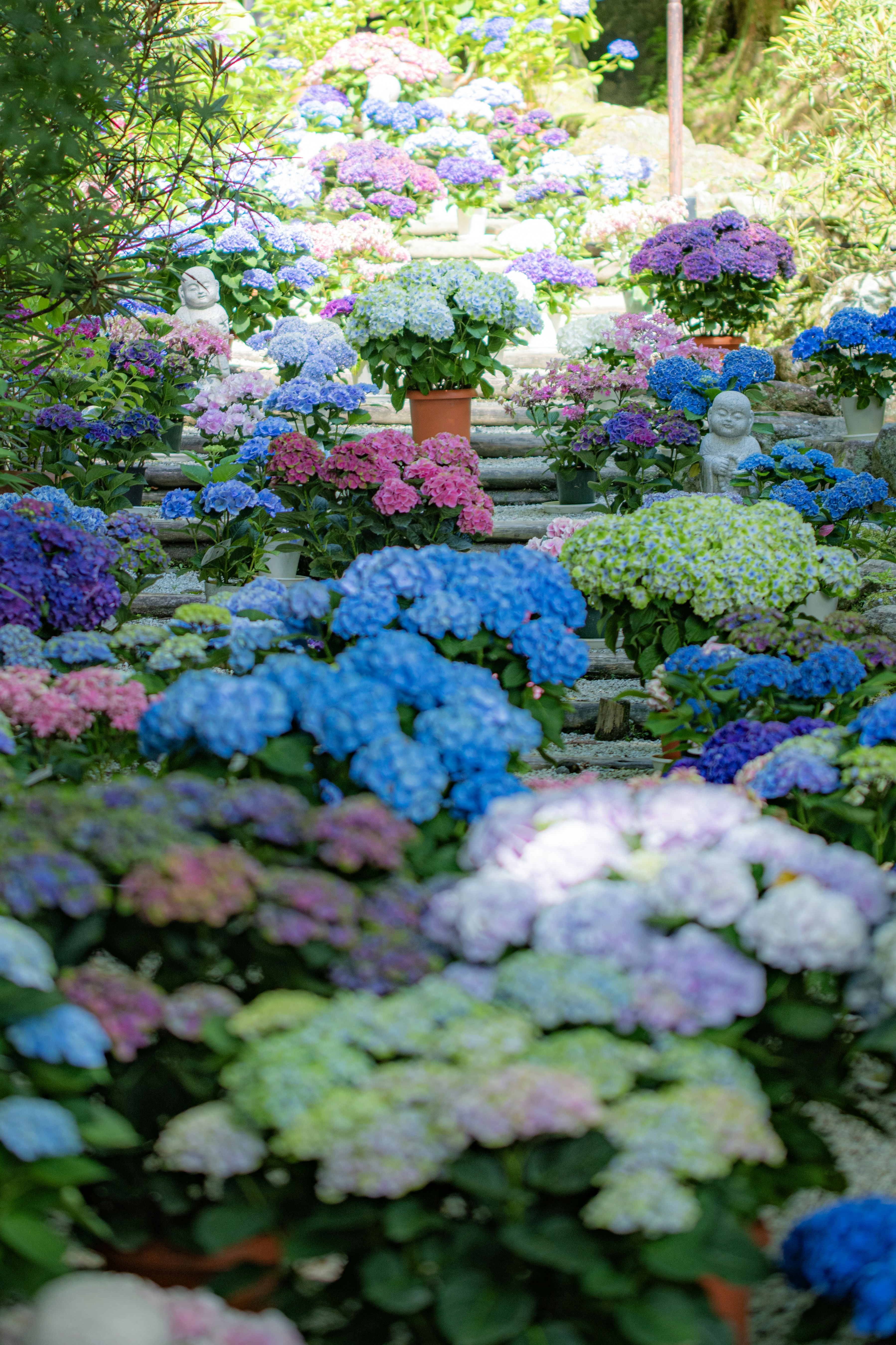 Hydrangea Staircase: A Garden of Colorful Blooms