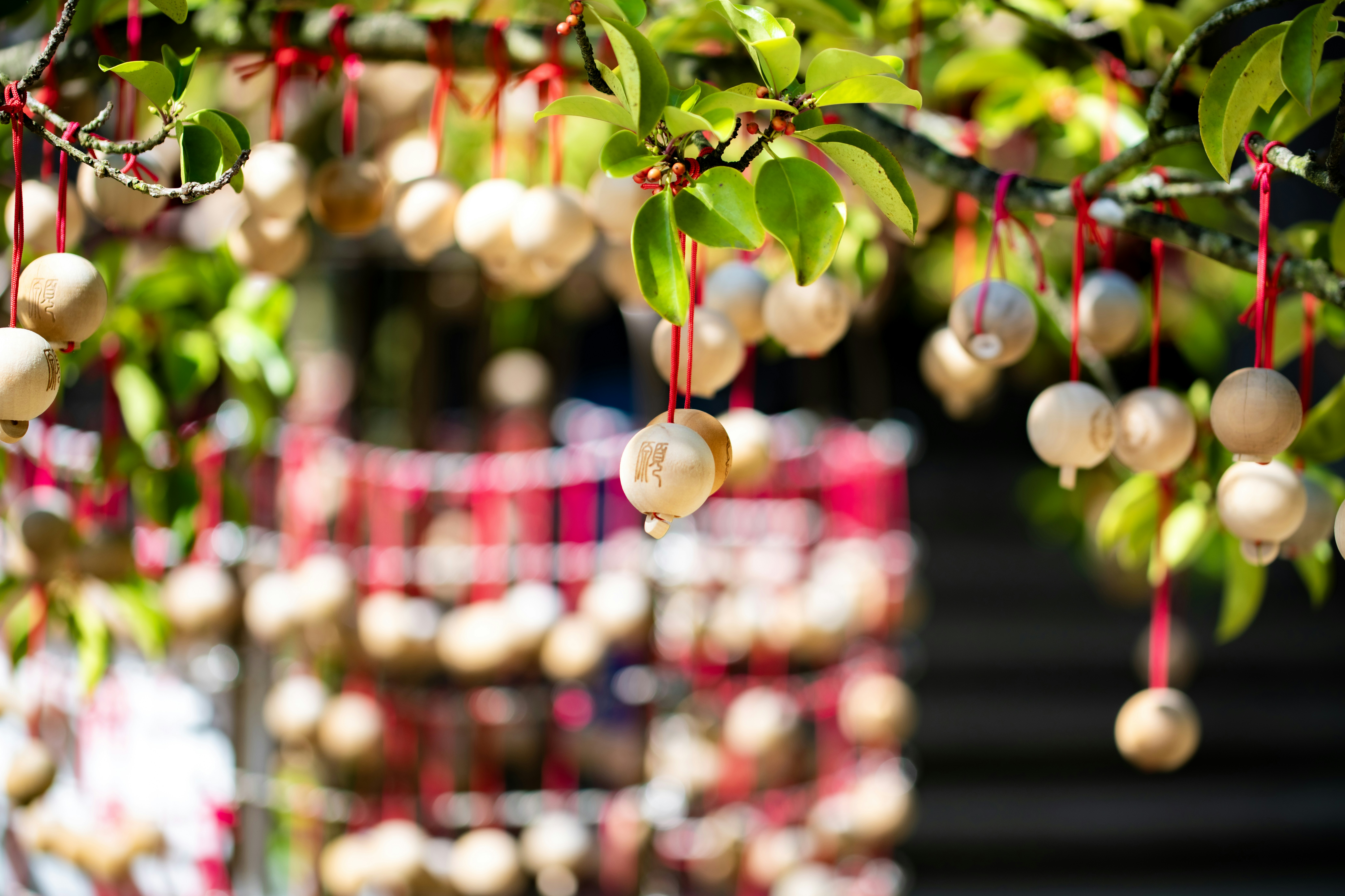 Orchard Ornaments: Dangling Lanterns of the Persimmon Tree