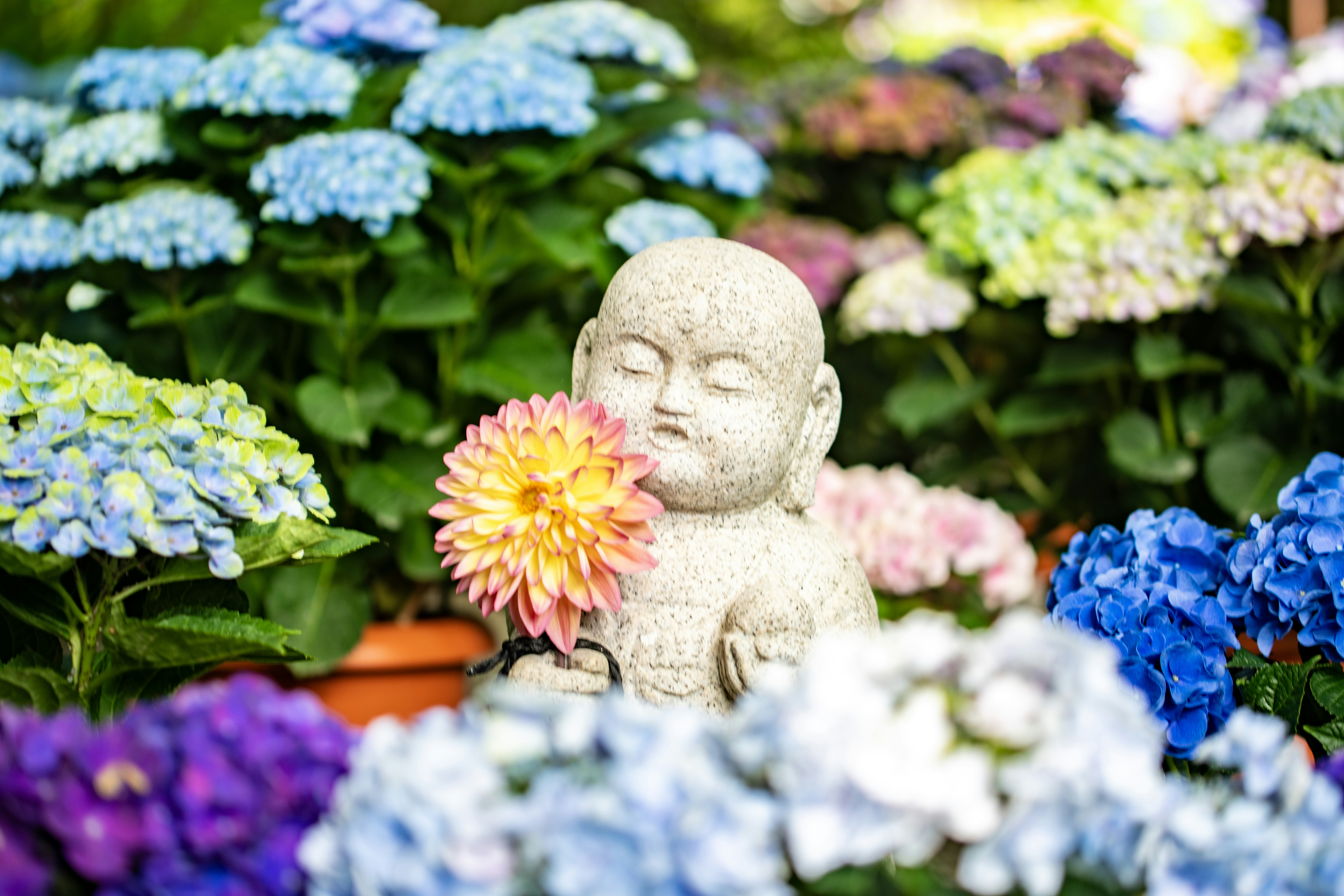 Zen Garden in Bloom: A Budding Moment with a Floral Sentinel