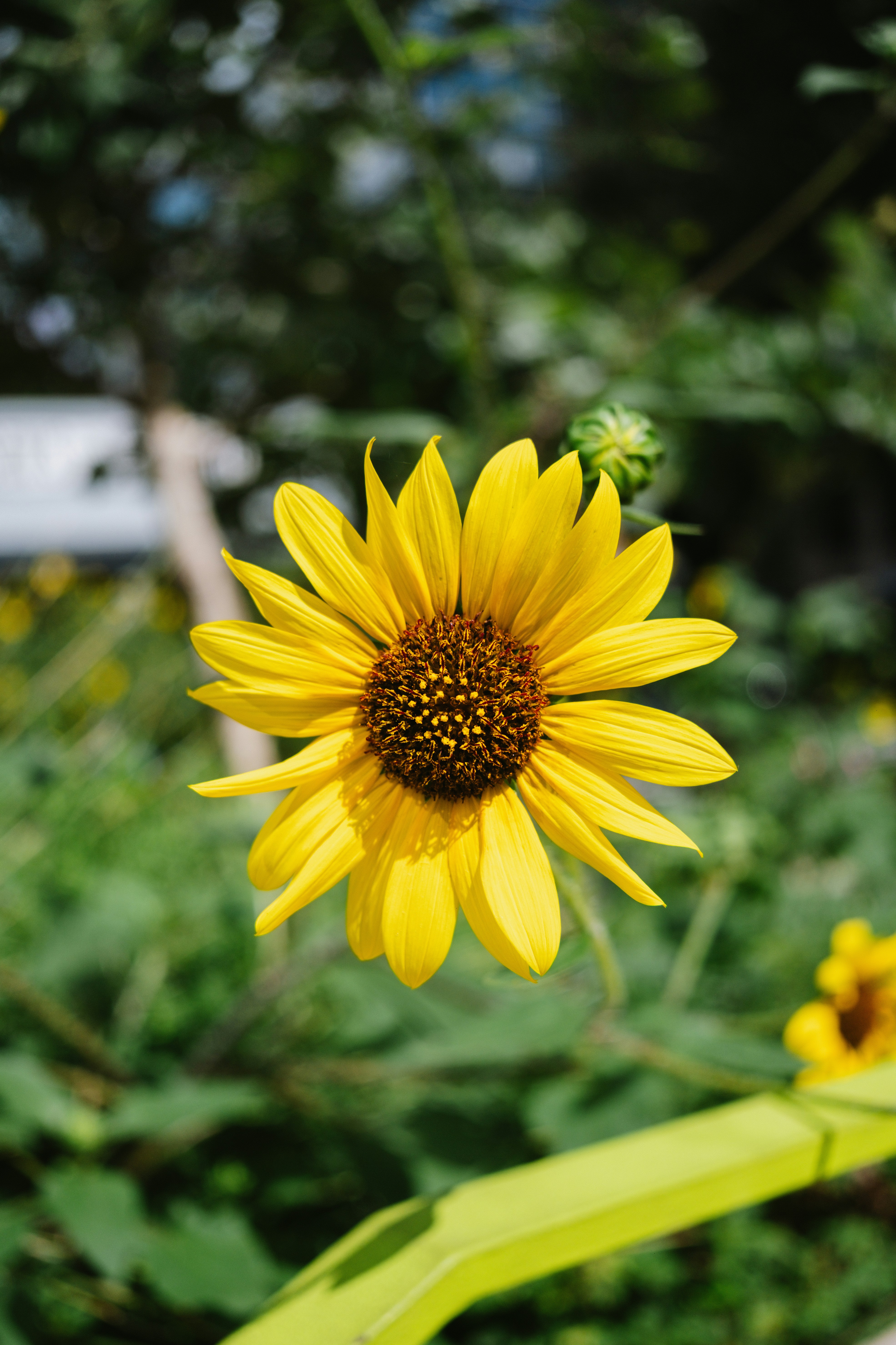 Sunlit Helianthus: A Bold Petal Burst Against a Quiet Garden