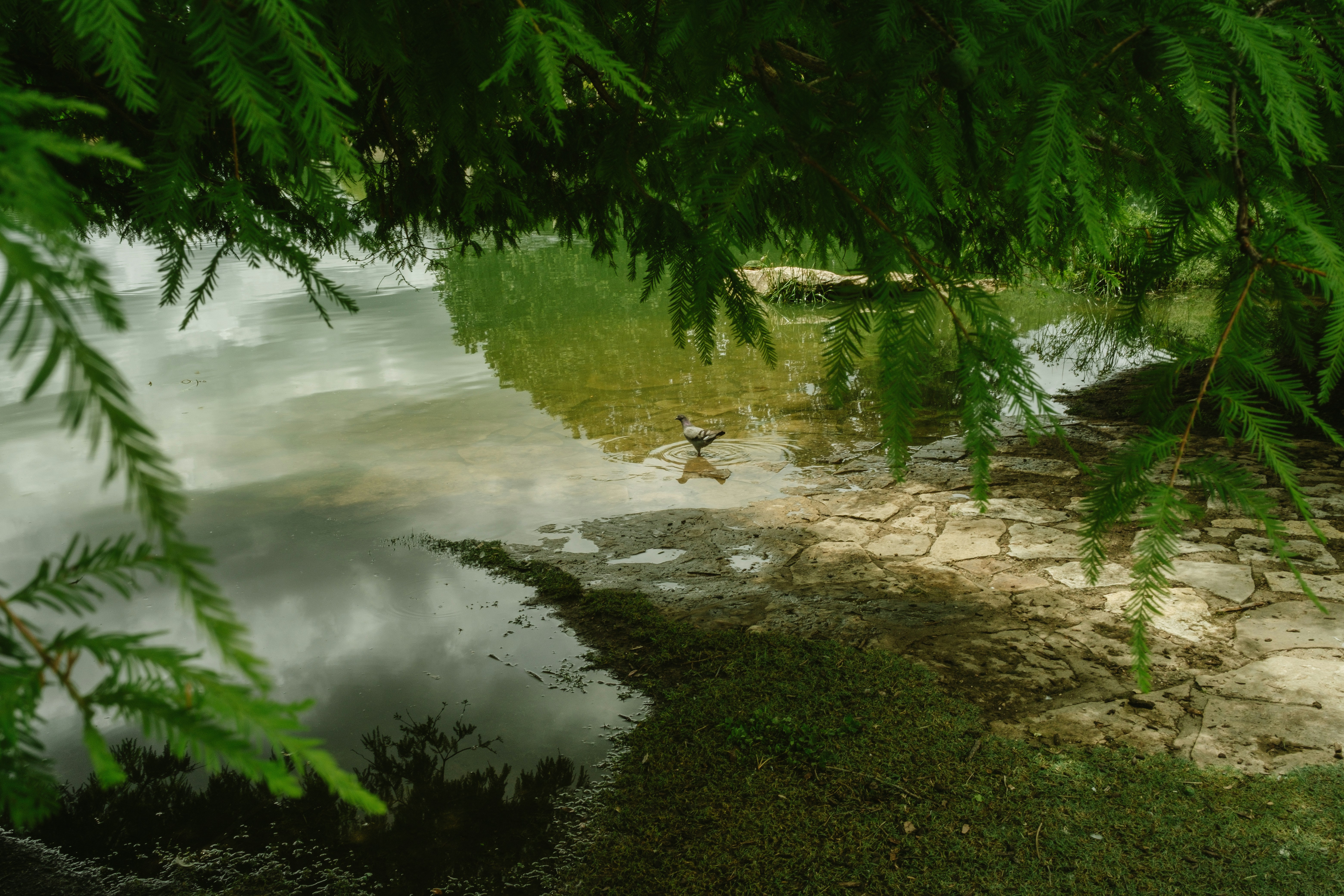 Overhanging Fir Reflections Over a Quiet Lakeside