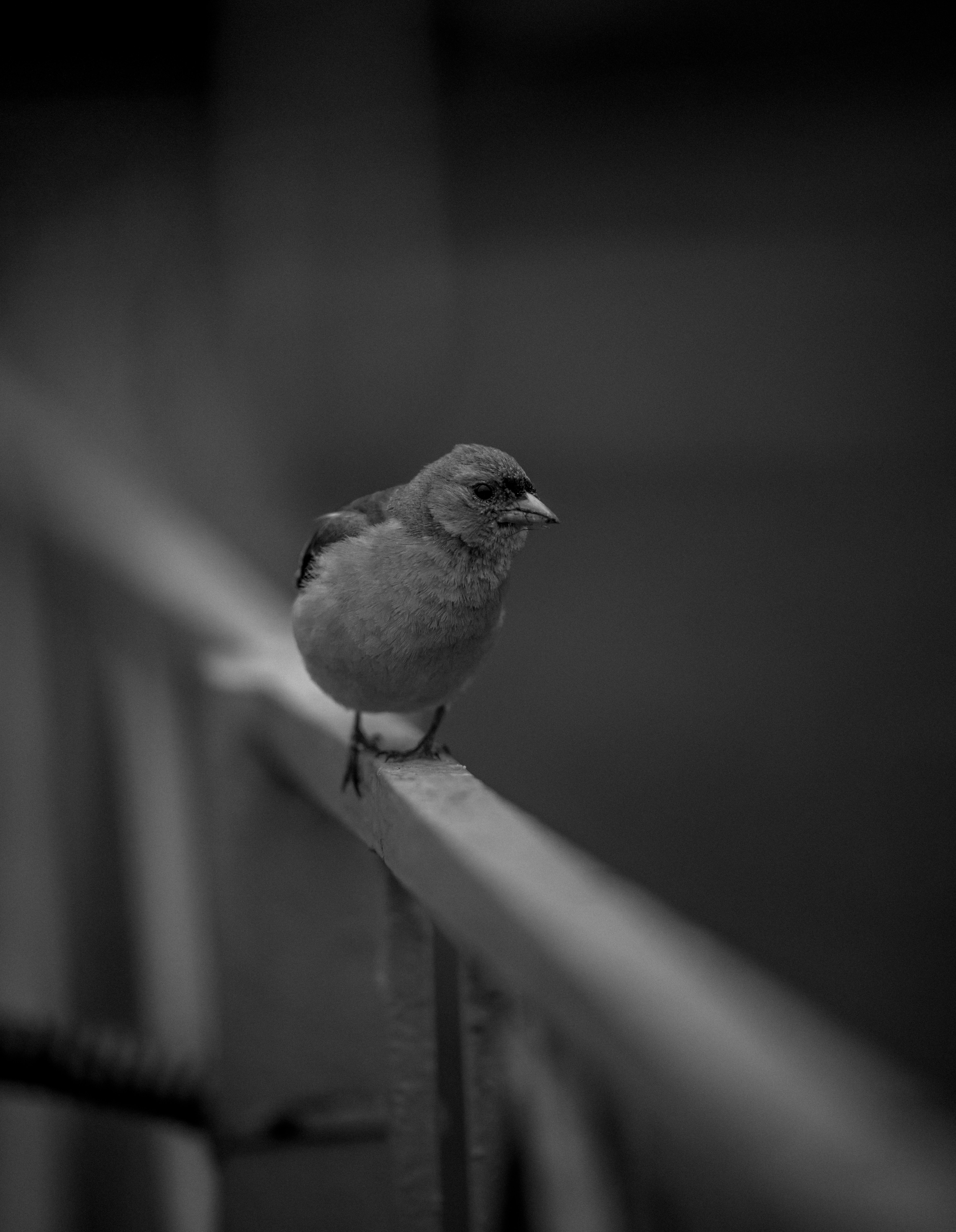 Perched on a Quiet Rail: A Tiny Bird in Monochrome Silence