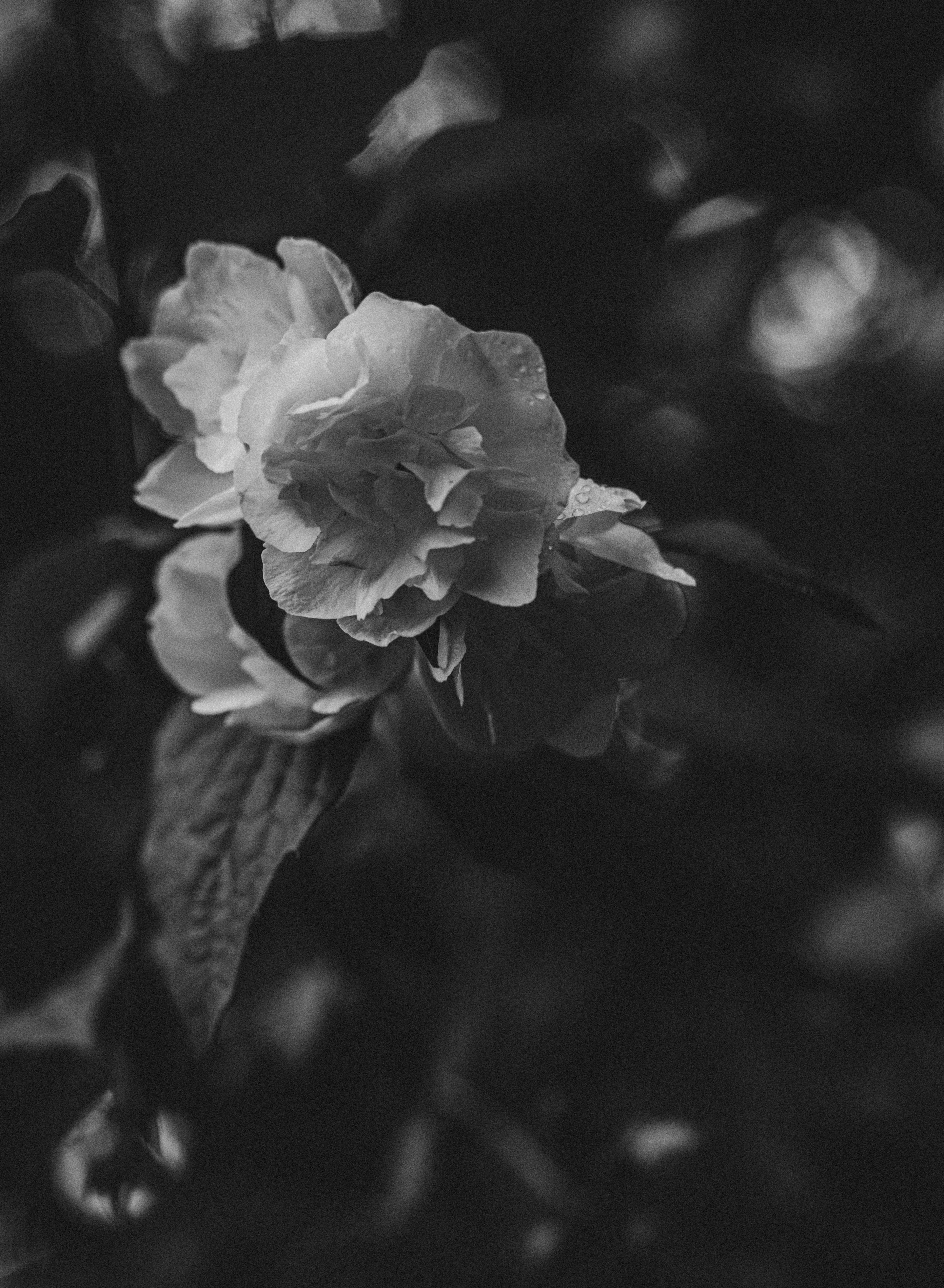 Monochrome Bloom: A Quiet Iris of Light