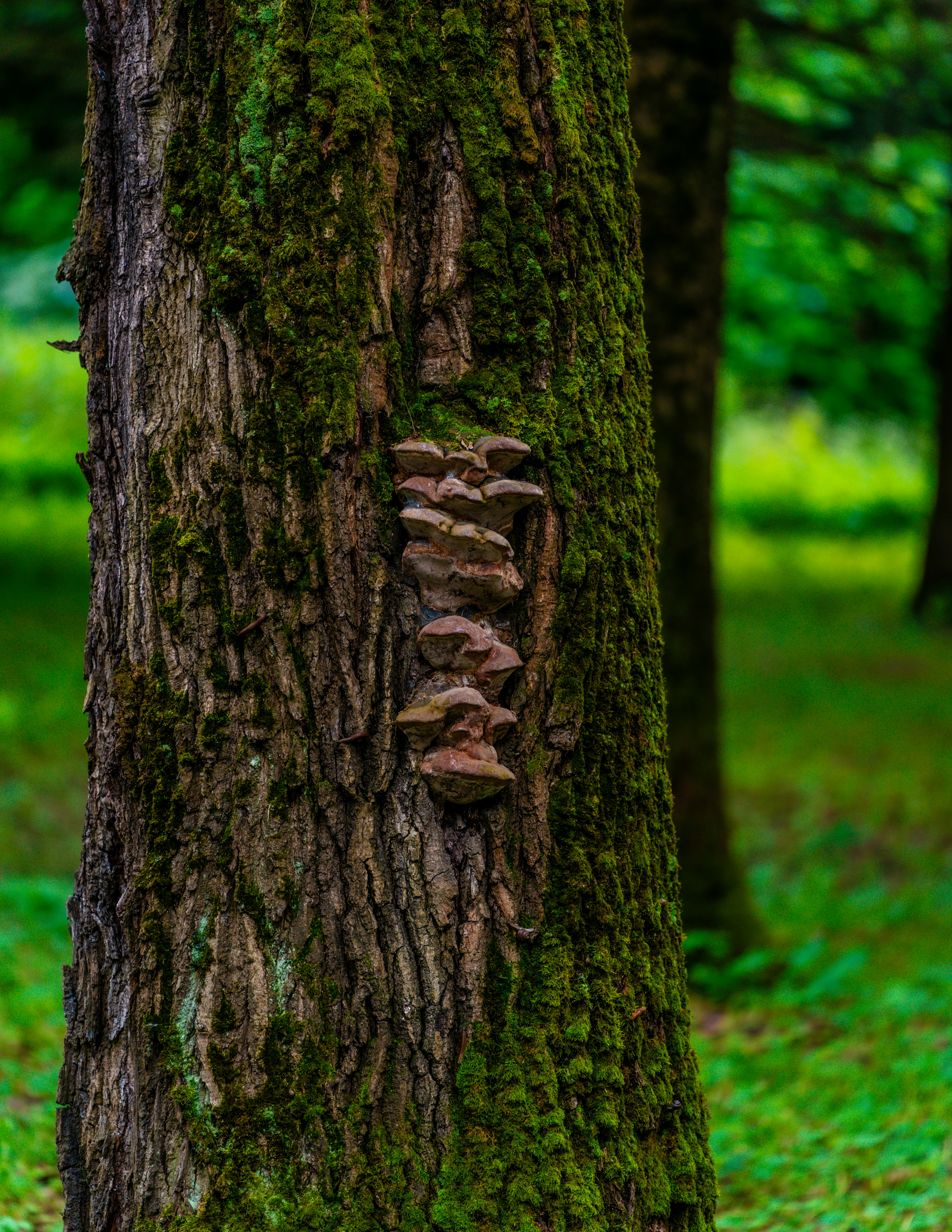 Moss-veiled Trunk with Stacked Shelf-Fungus