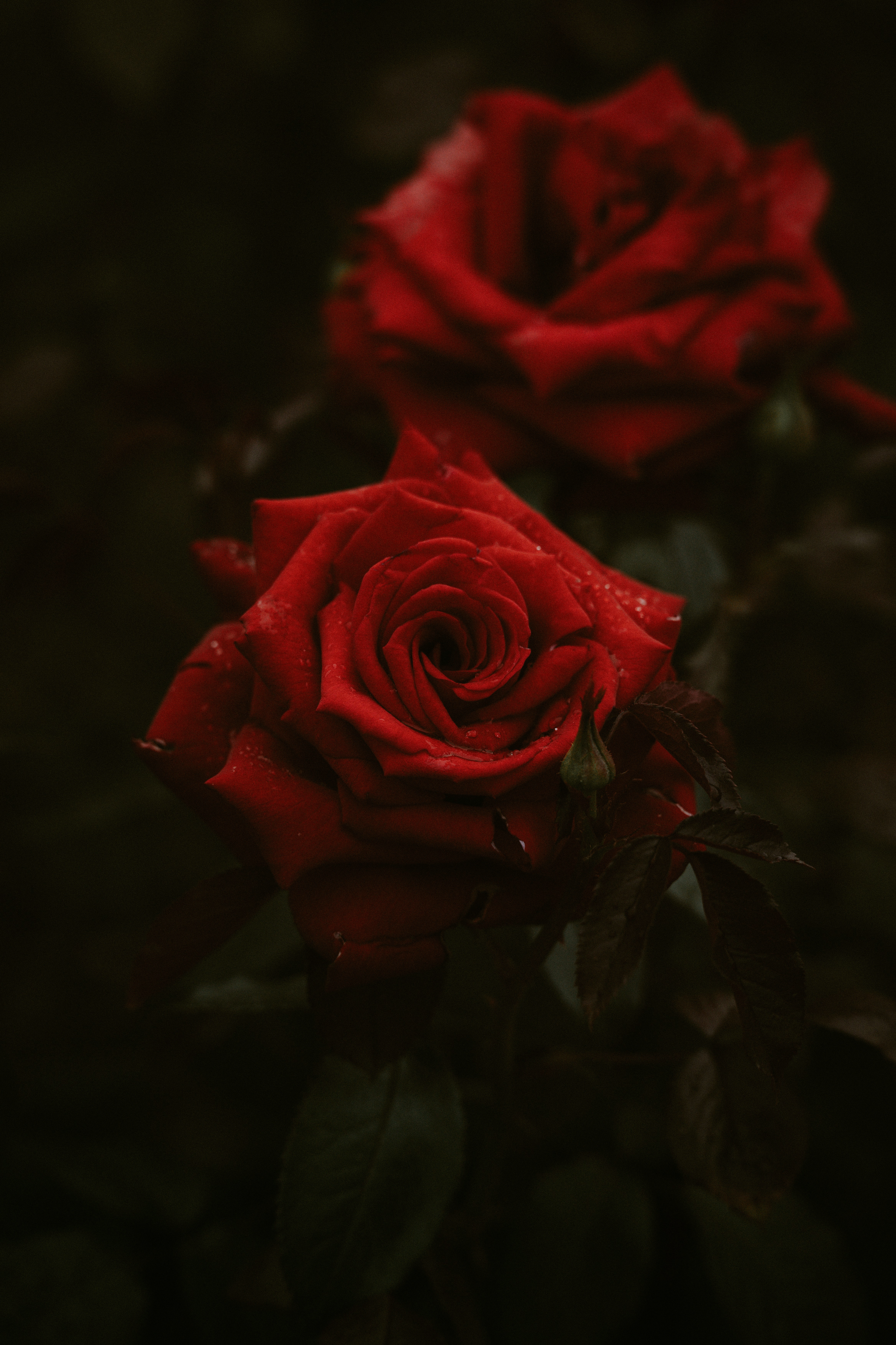 Midnight Rose in the Gloom: A Velvet Bloom Under Low Light