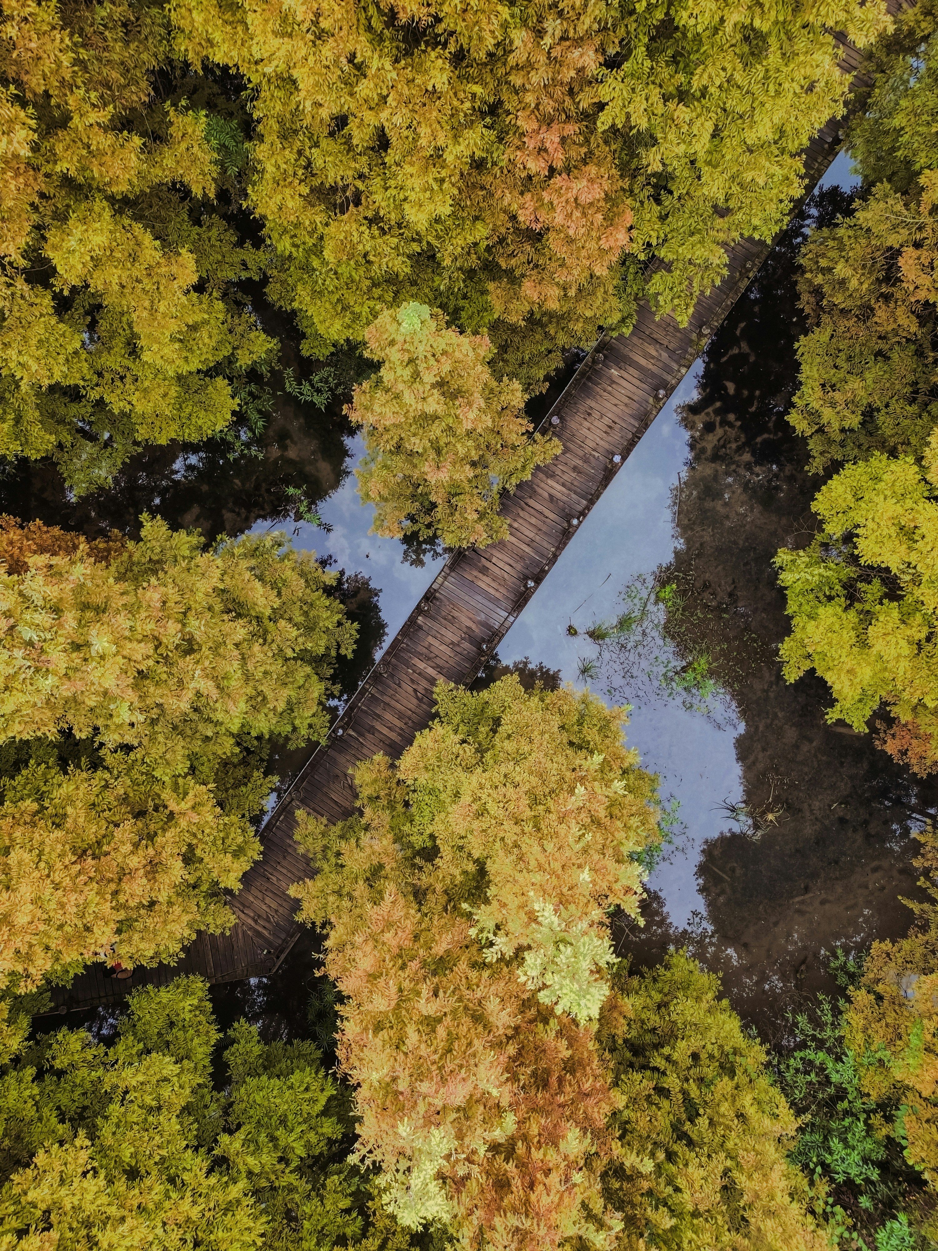Bridge Through Autumn Canopy: A Drone’s Quiet Crossing