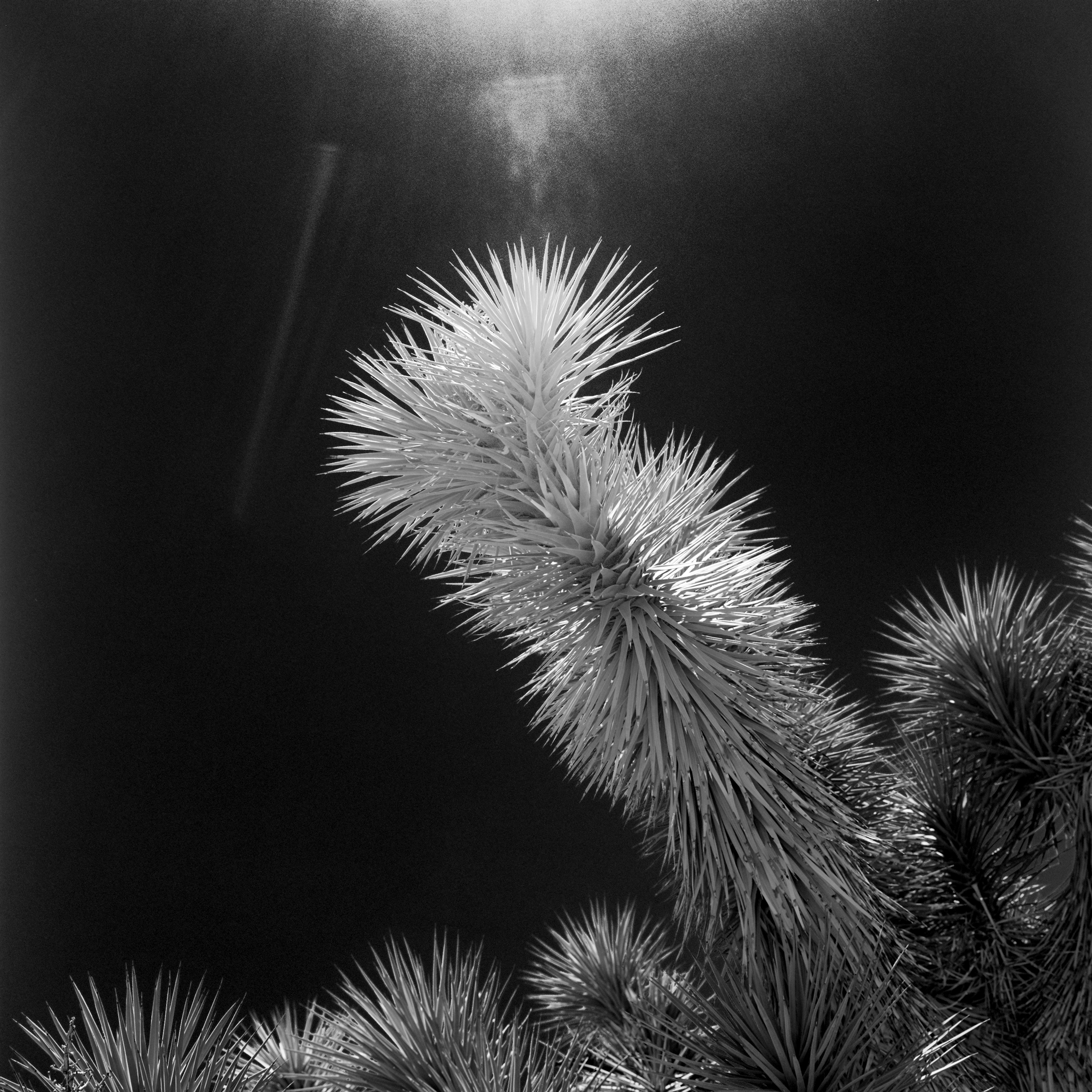Desert Needle: A Spiky Yucca Reaching Toward Darkness