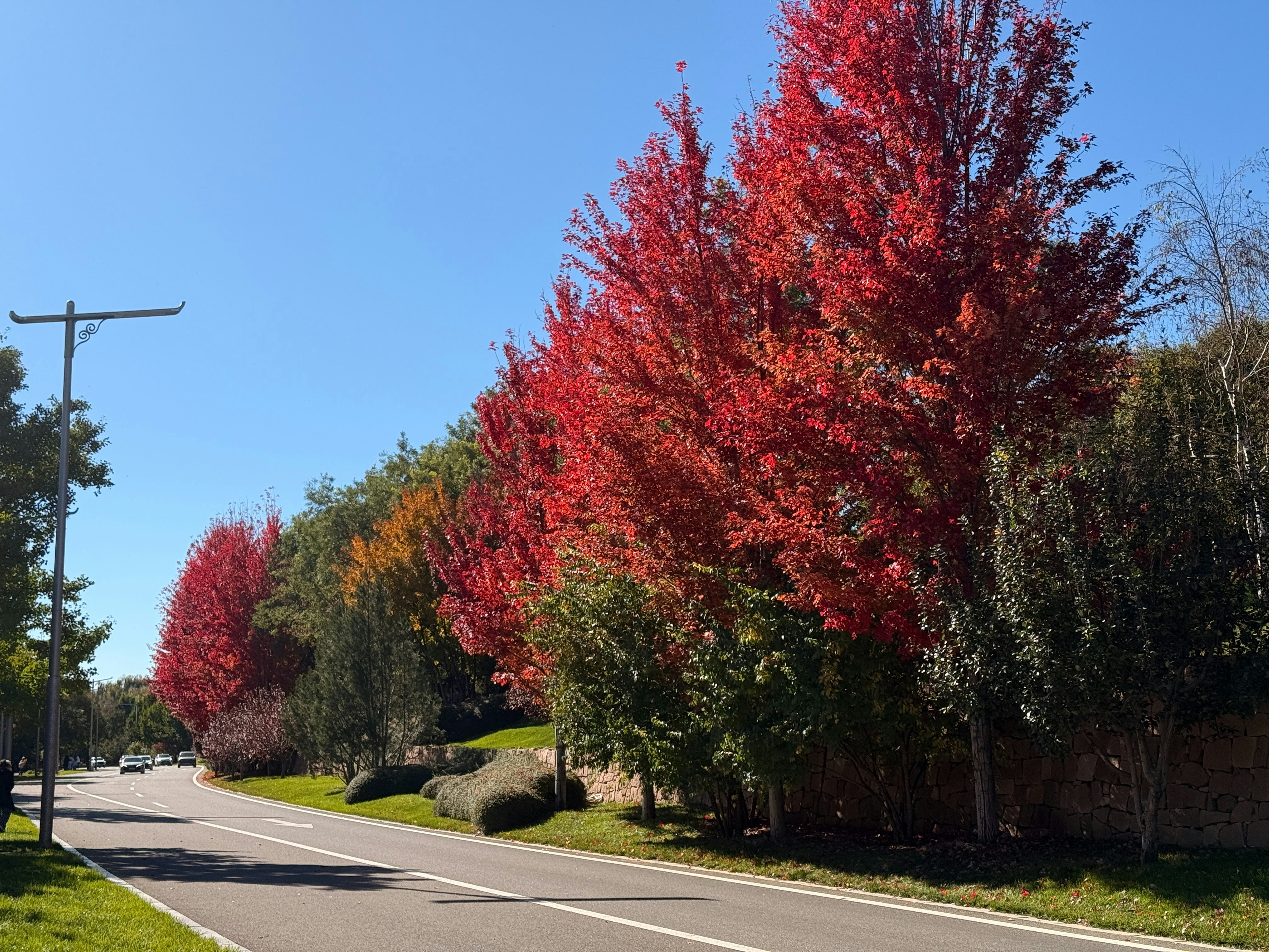 Crimson Row: Autumn Trees Framing a Sunlit Street