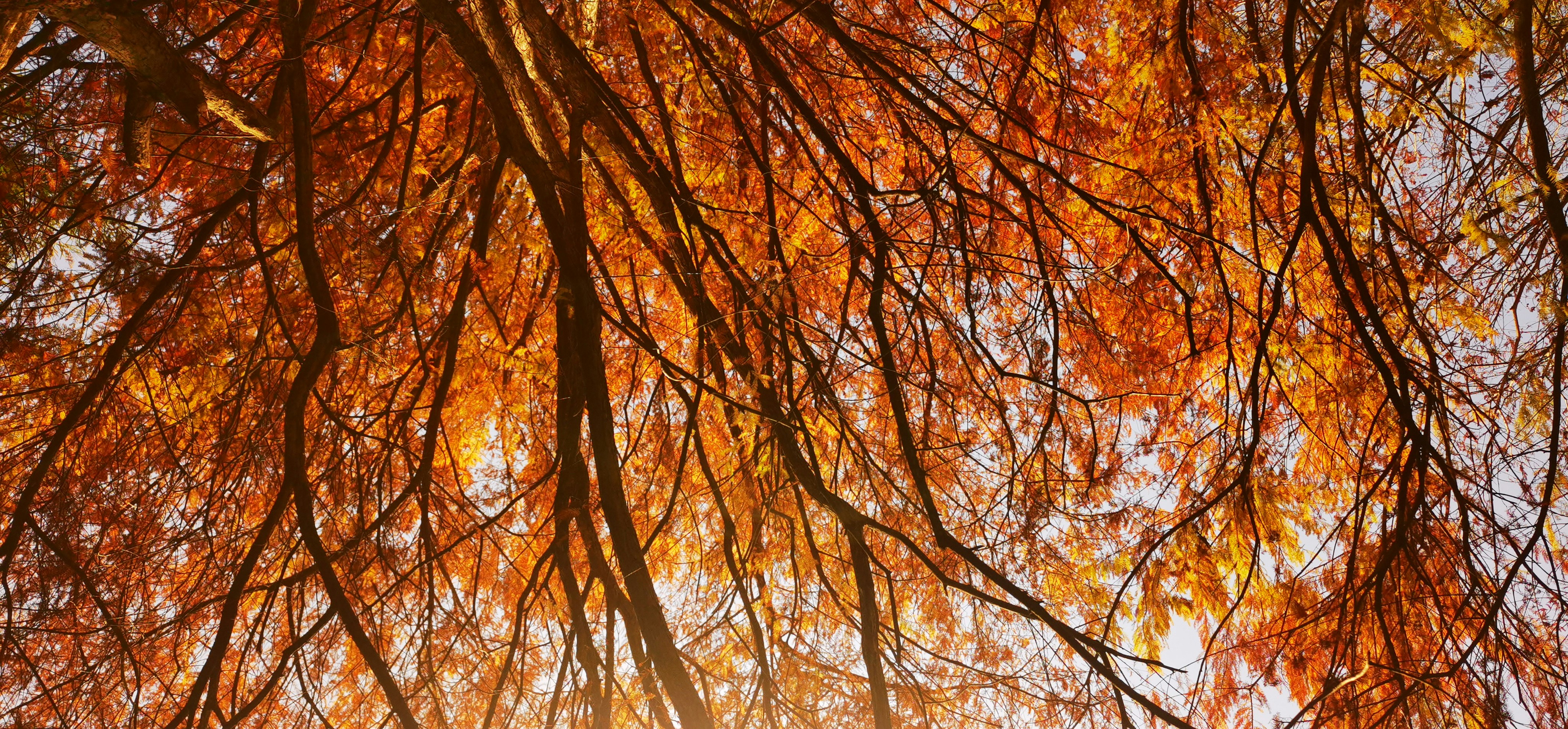 Autumn Canopy Convergence