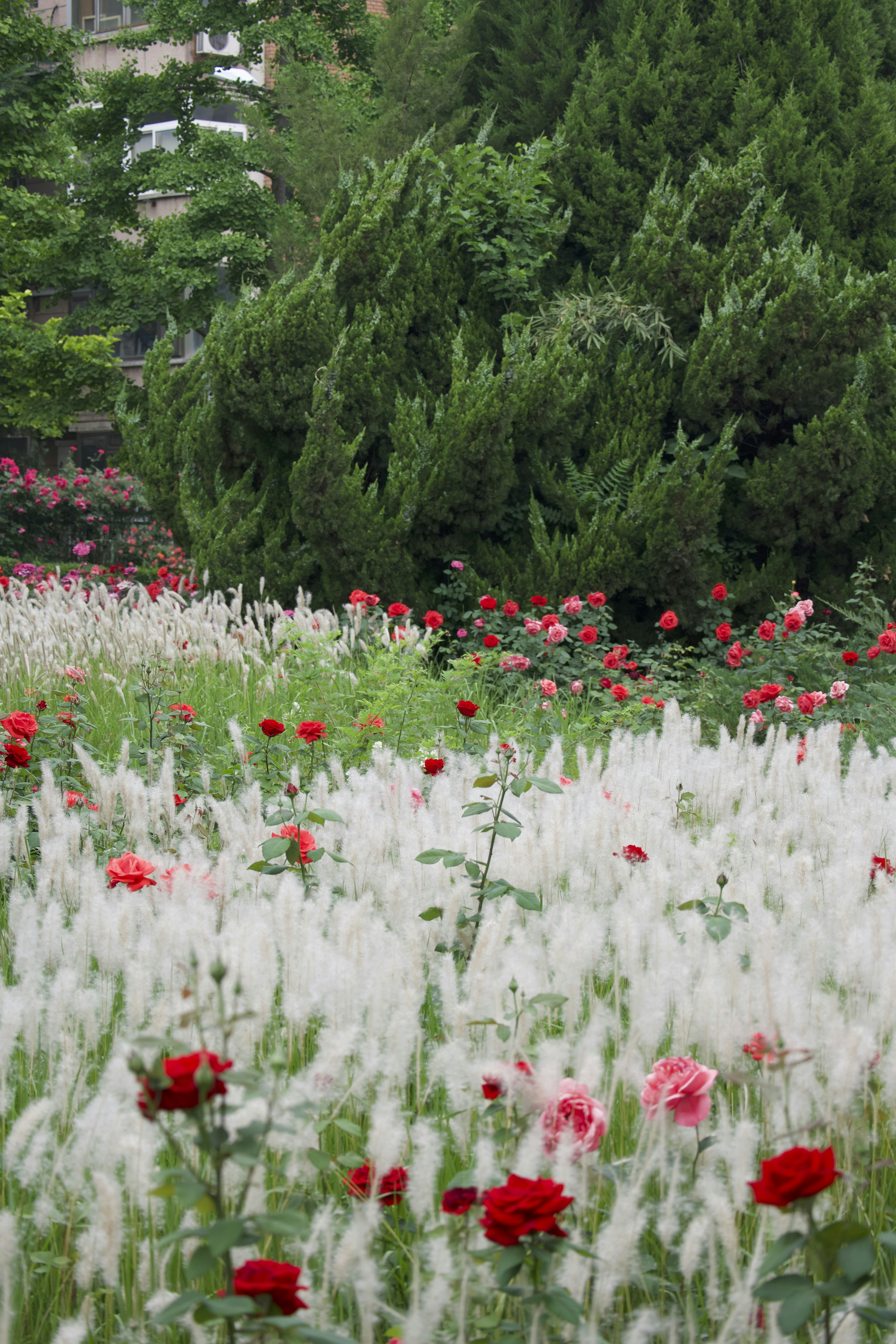 Red Roses in a Sea of White Pampas with Green Backdrop
