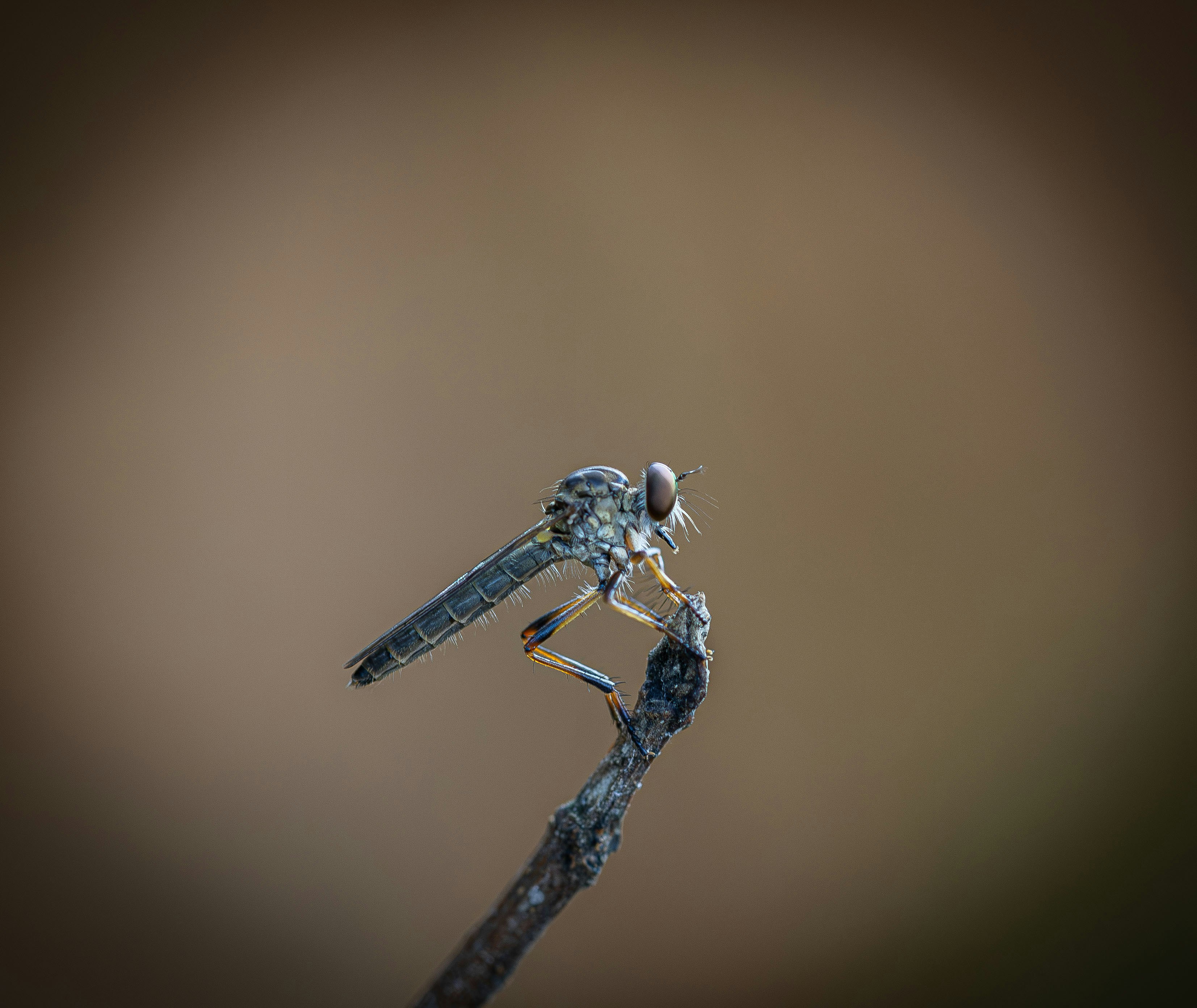 Macro Portrait on a Gnarled Perch: A Hovering Dragonfly in Focus