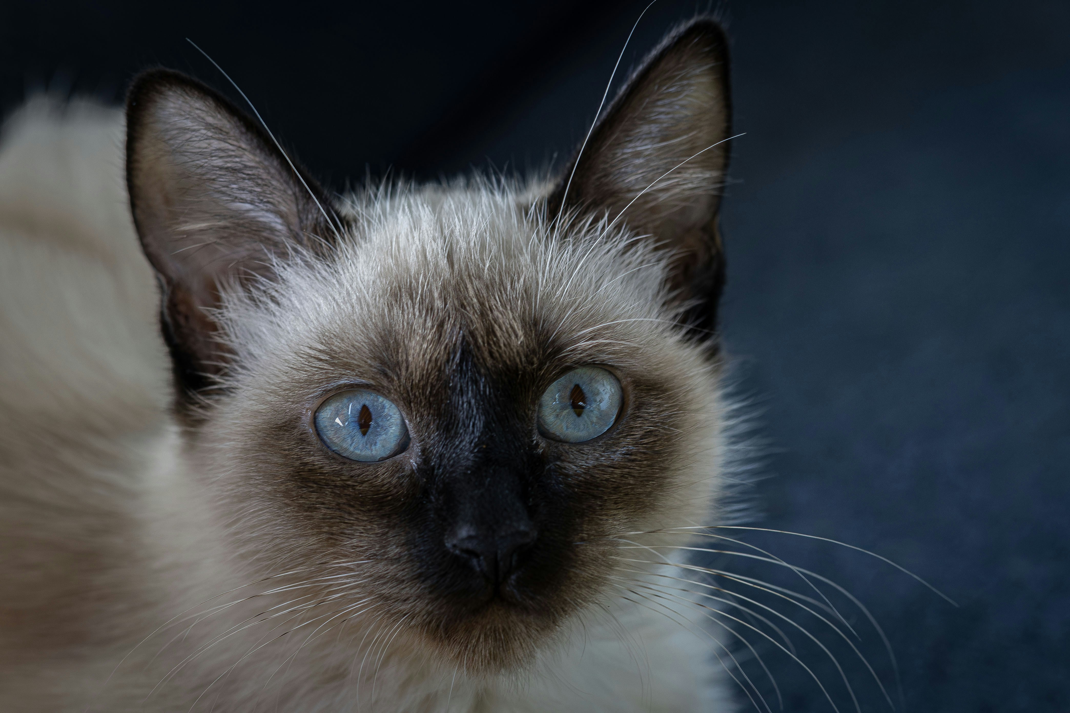 Azure Gaze: Close-Up of a Siamese Cat's Piercing Blue Eyes