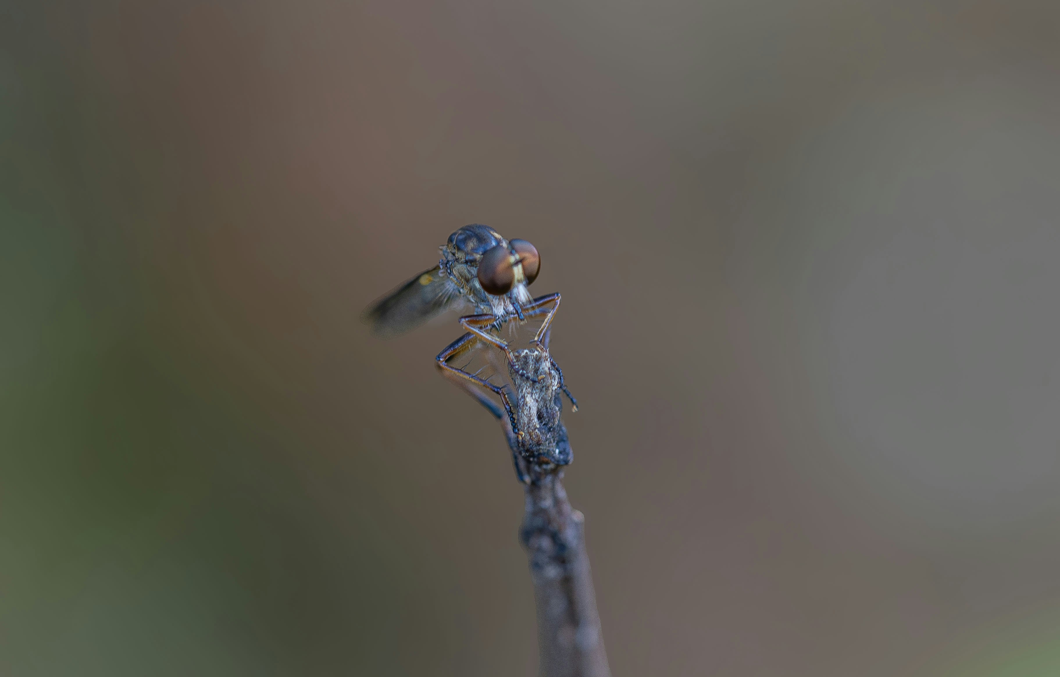 Macro moment: dragonfly-like perched on stem with outstretched wings