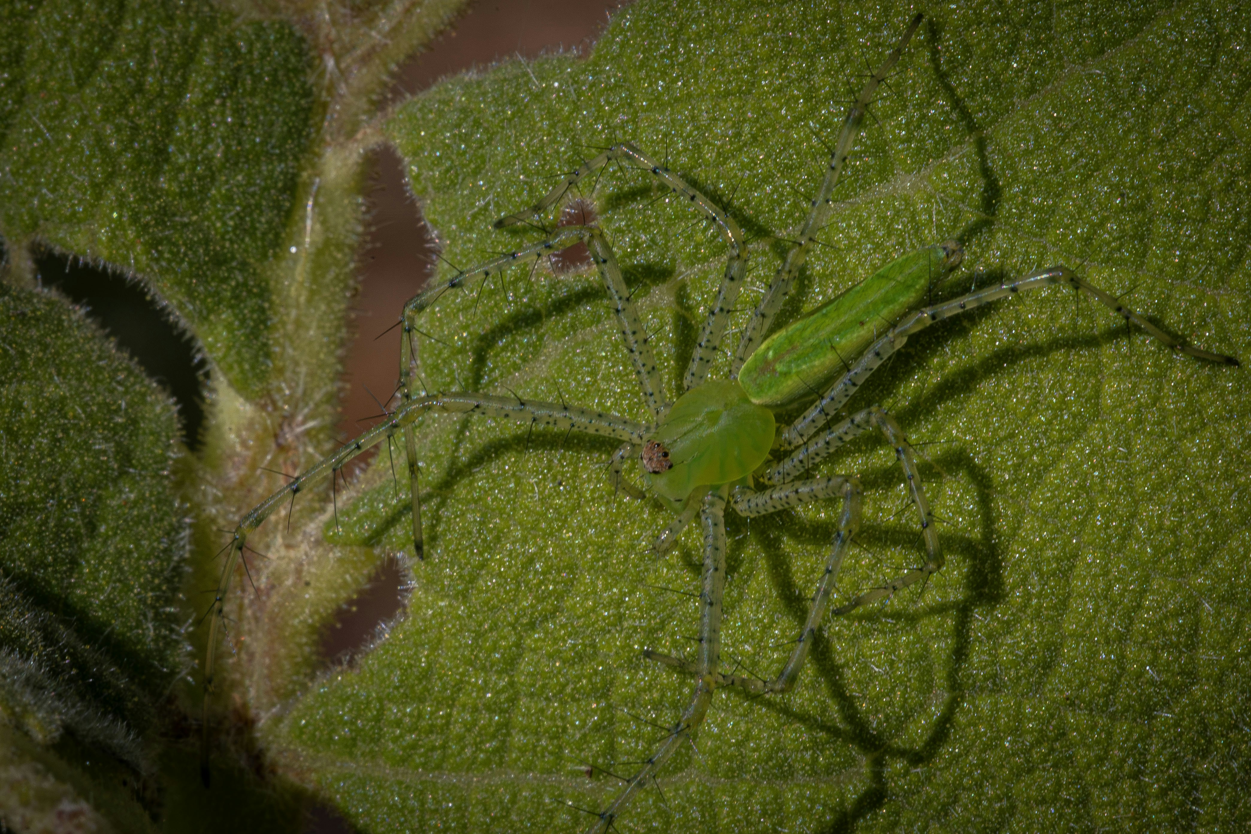 Green Arachnid on Velvet Leaf