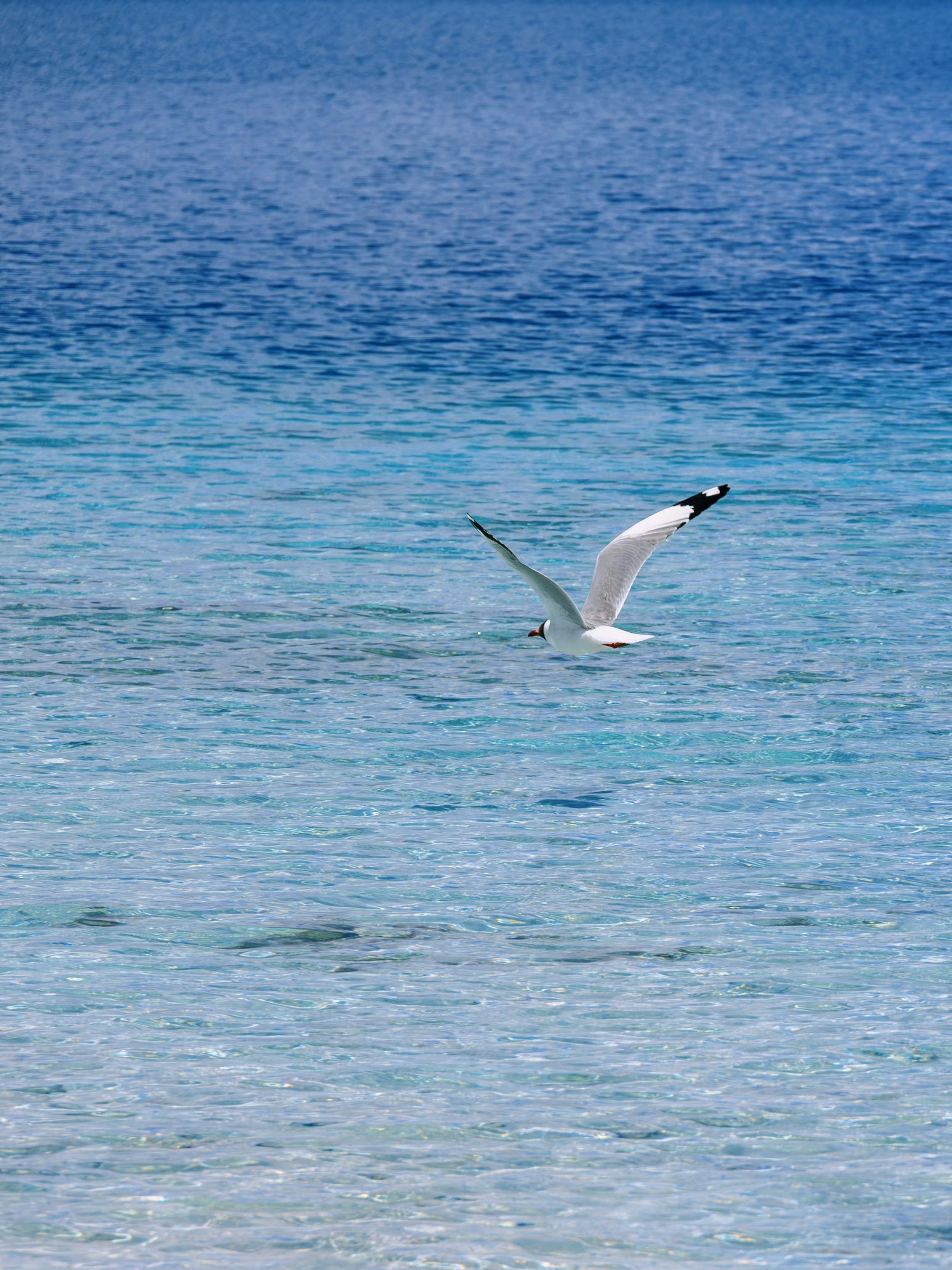Seabird in Flight over Turquoise Shallows