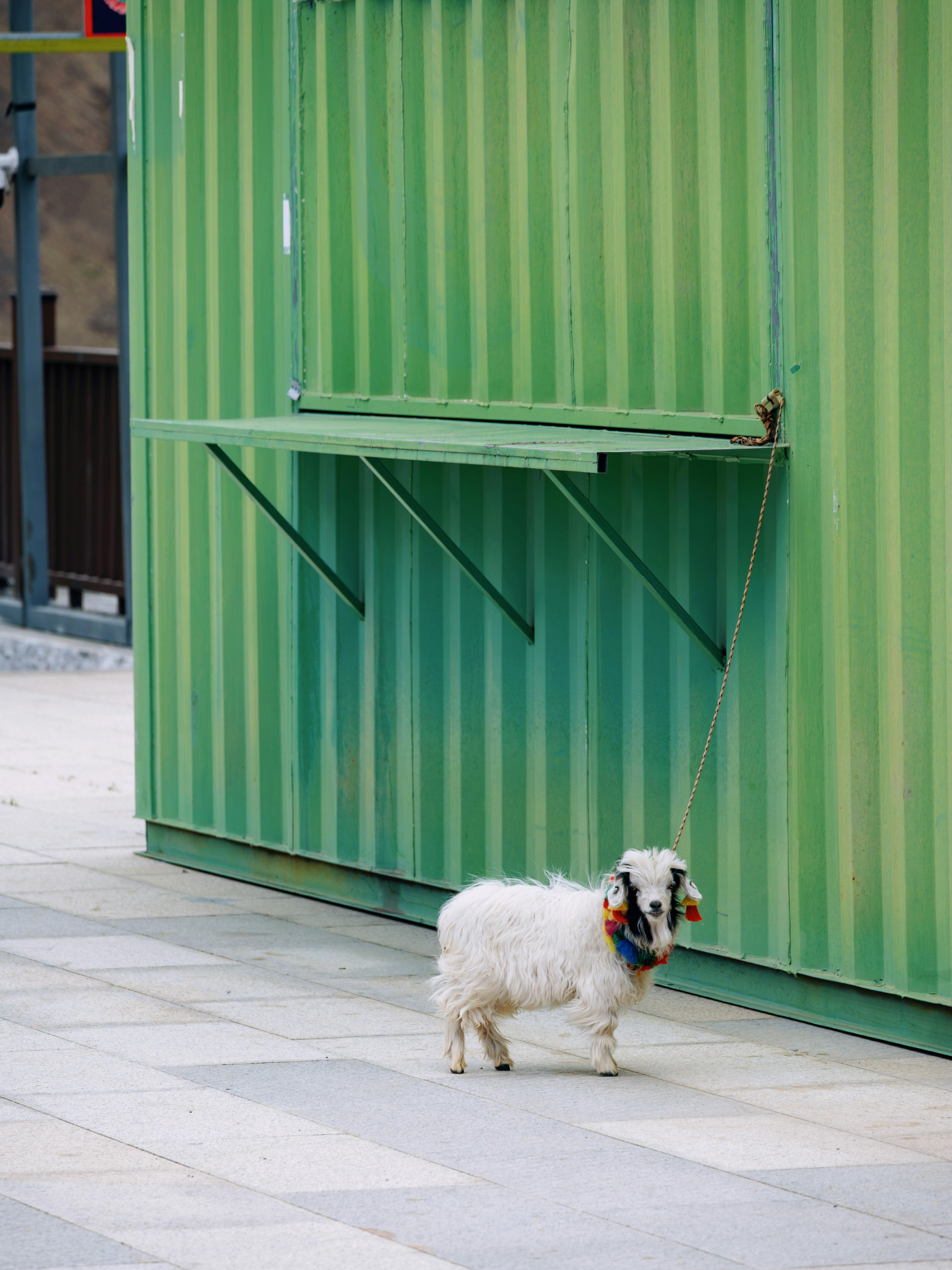 Lone Polyhedral Pup: A Small Herding Moment by a Green Wall