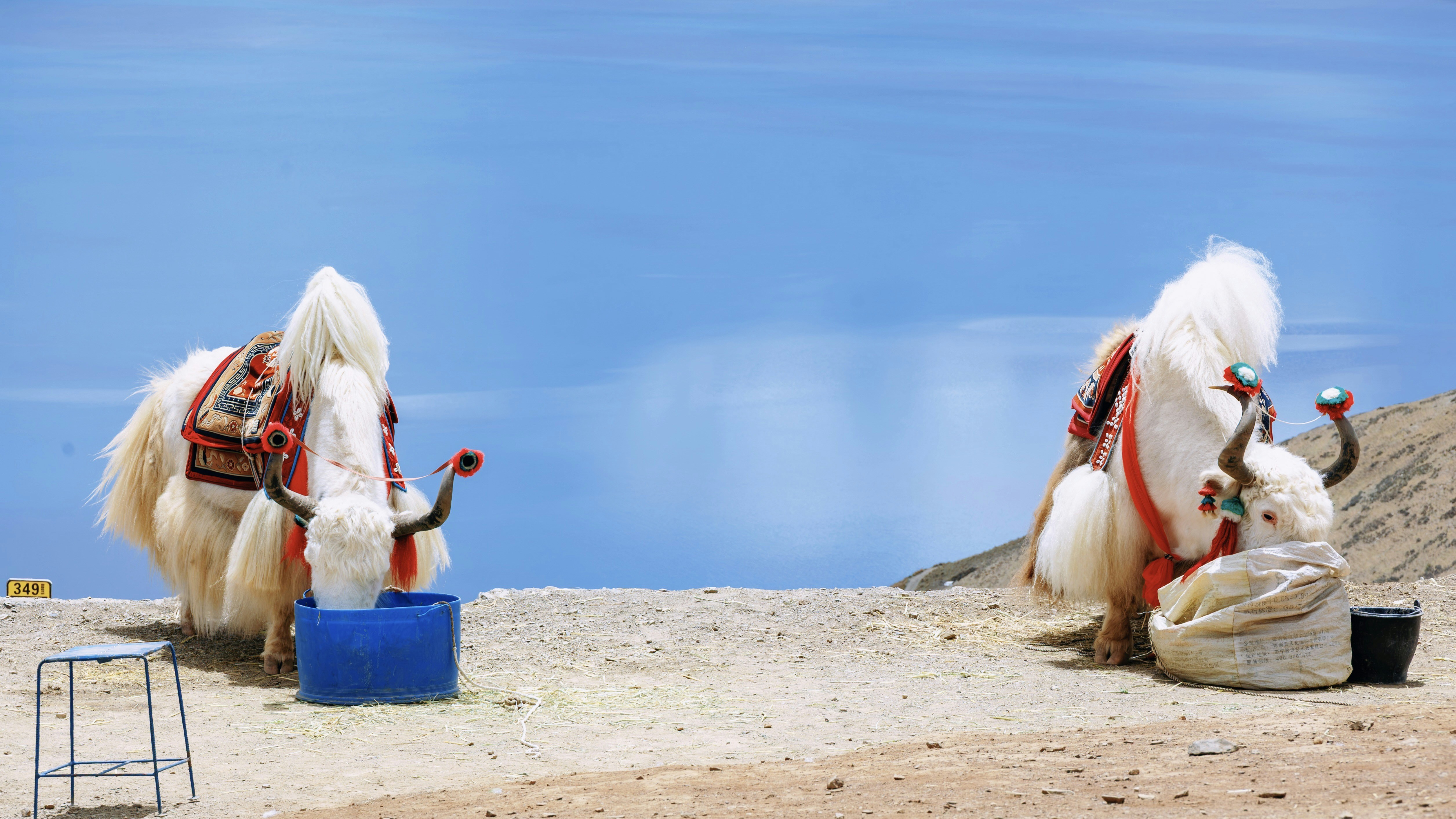 Dust and Water Buckets: Two adorned horses resting in arid terrain by a calm blue horizon
