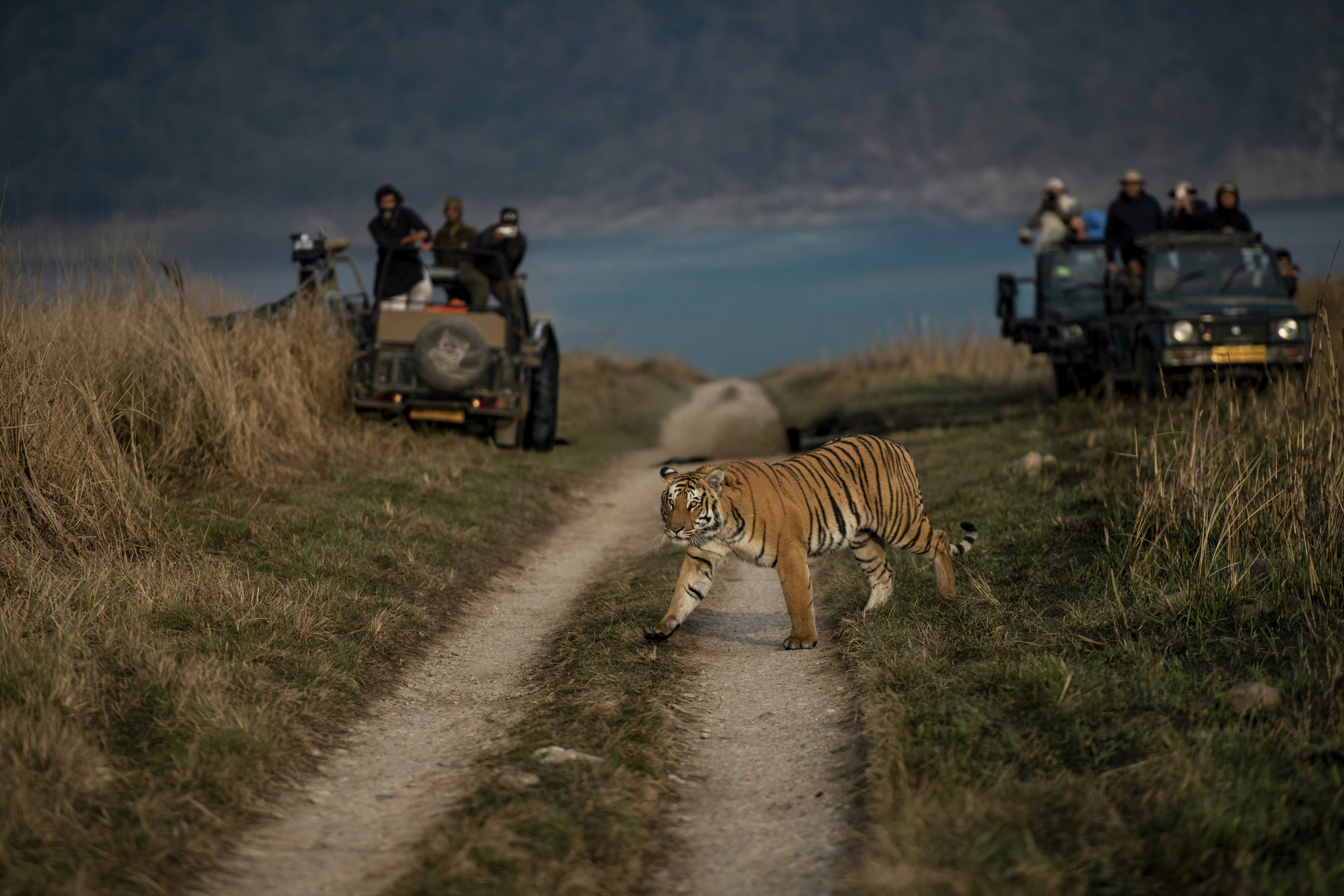 Tiger Crossing Between Lines: A Corridor of Promenade SUVs and the Path to the River