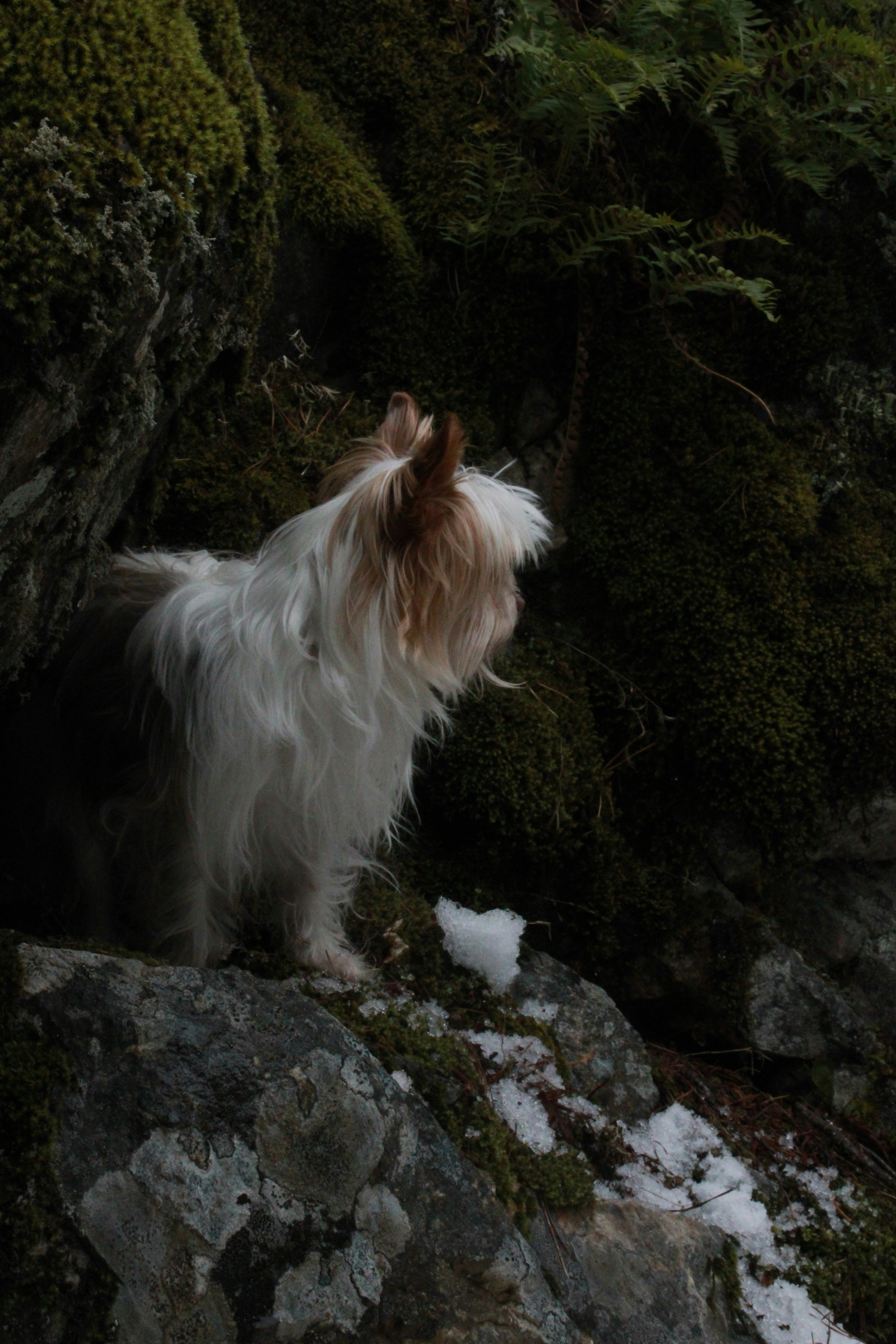 White-Tipped Terrier Among Mossy Stones