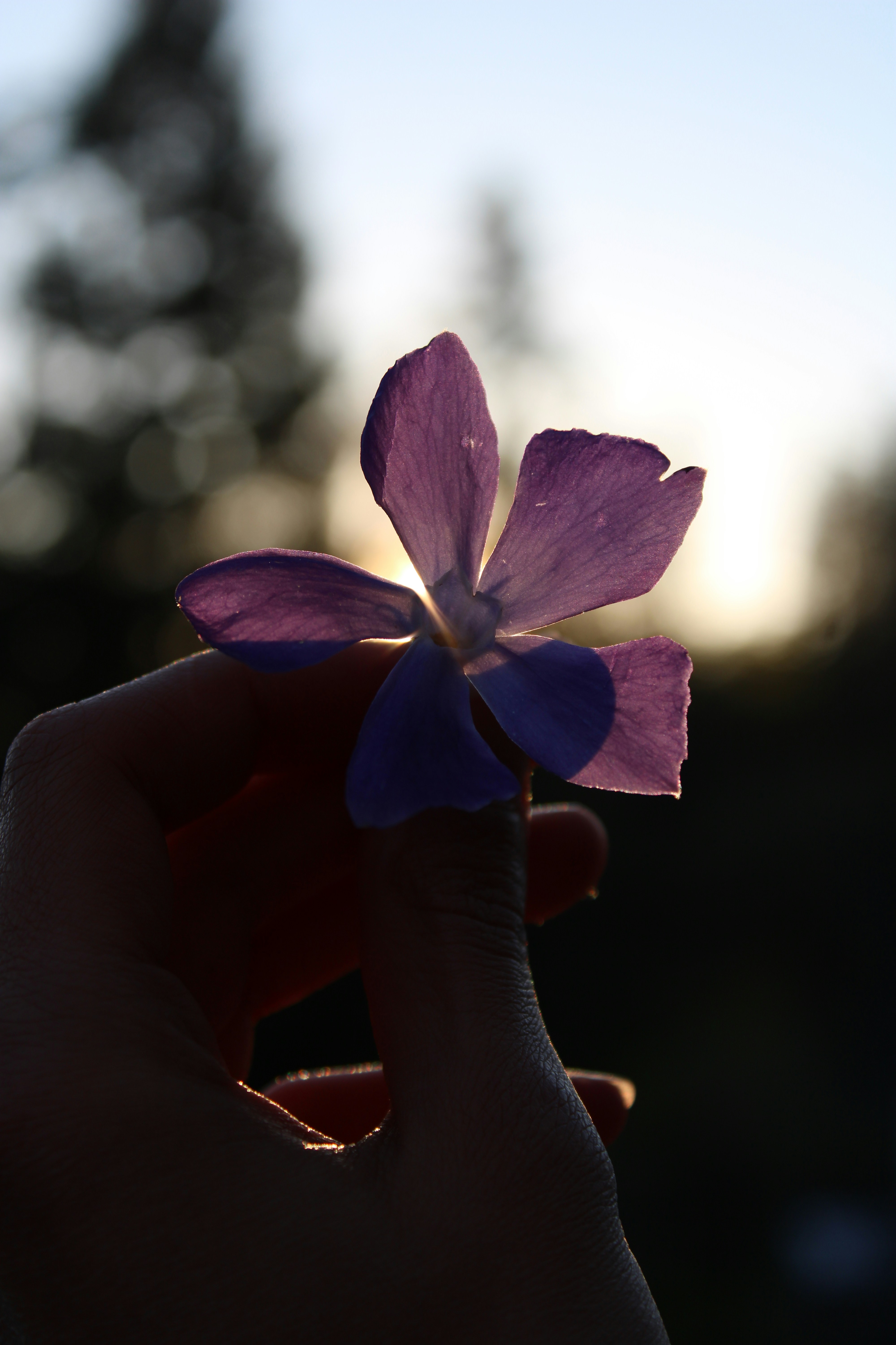 Backlit Purple Petal: A Handheld Moment at Dusk