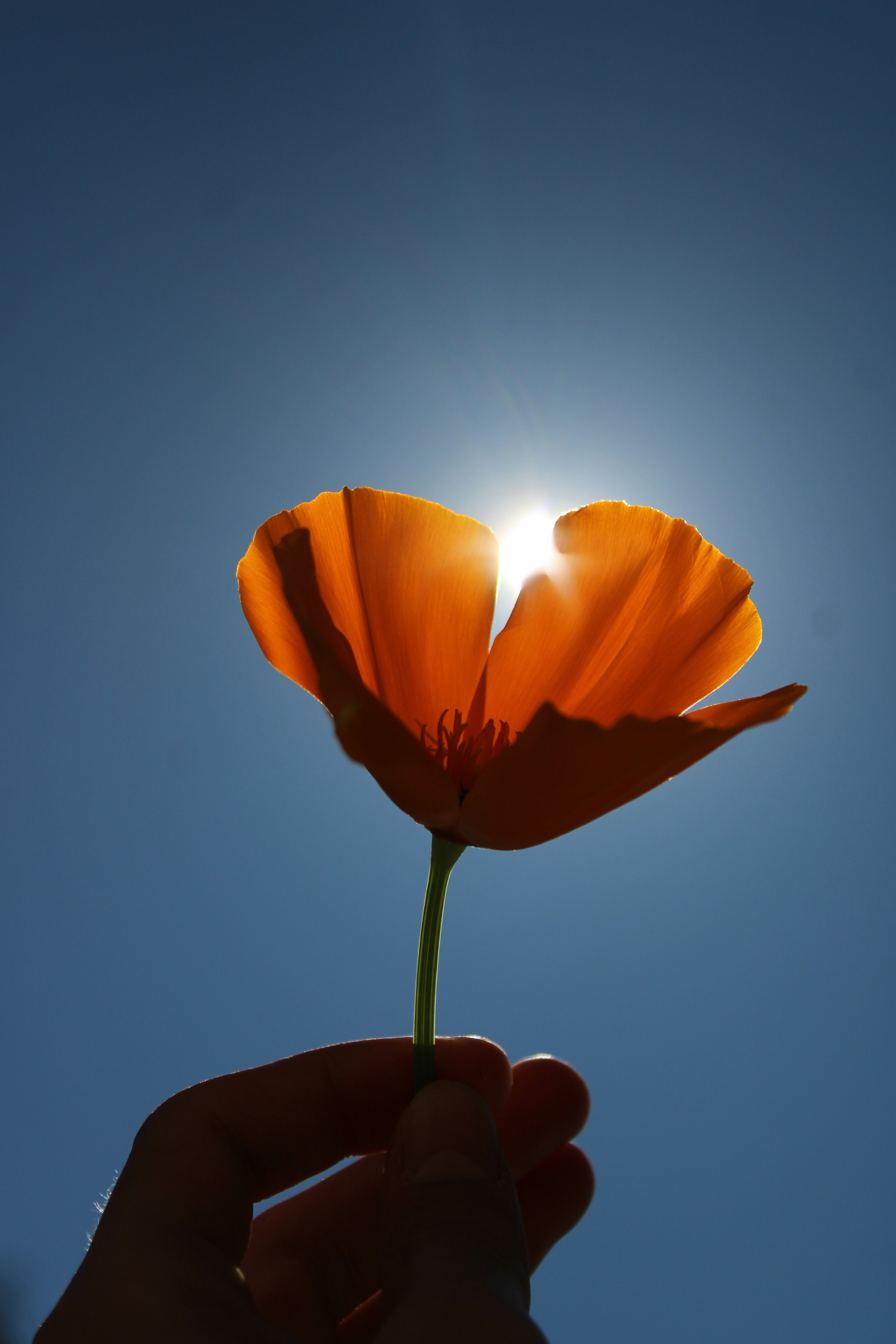 Sunlit Orange Poppy Lifted Against a Clear Sky