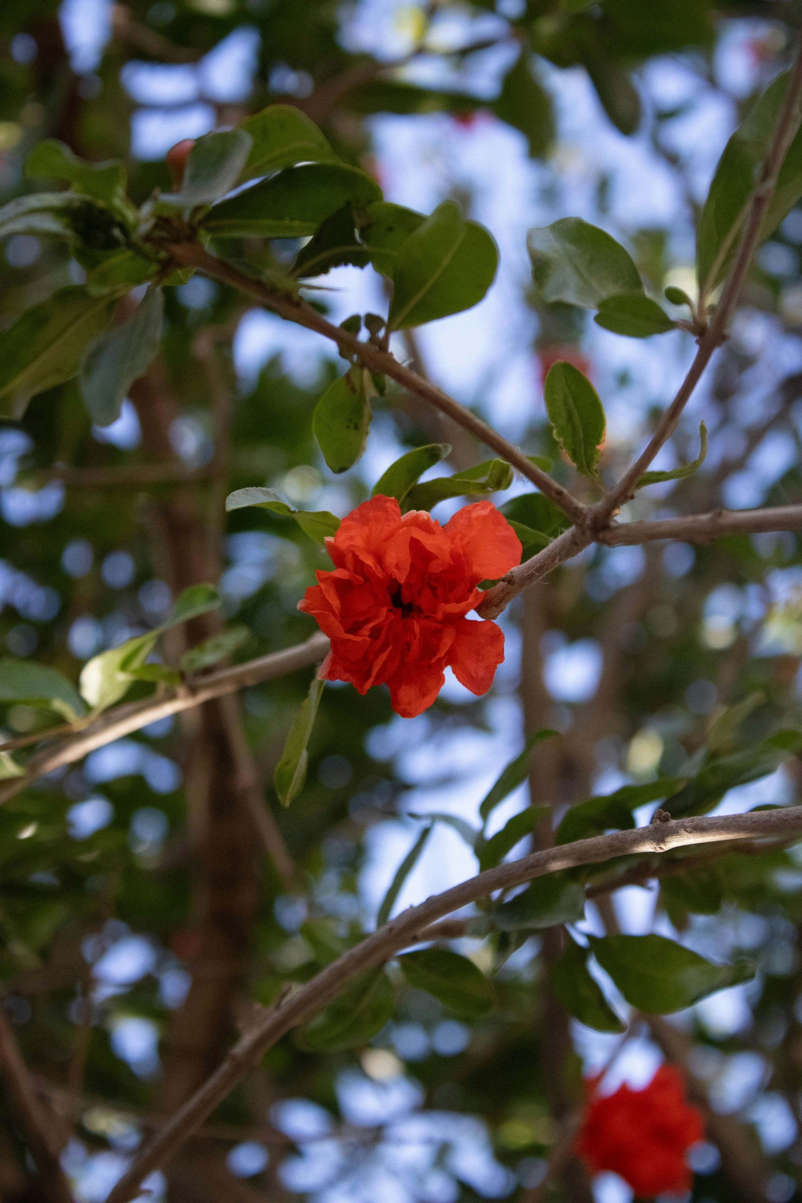 Crimson Bloom Anchored by Branches in Sunlit Dapple