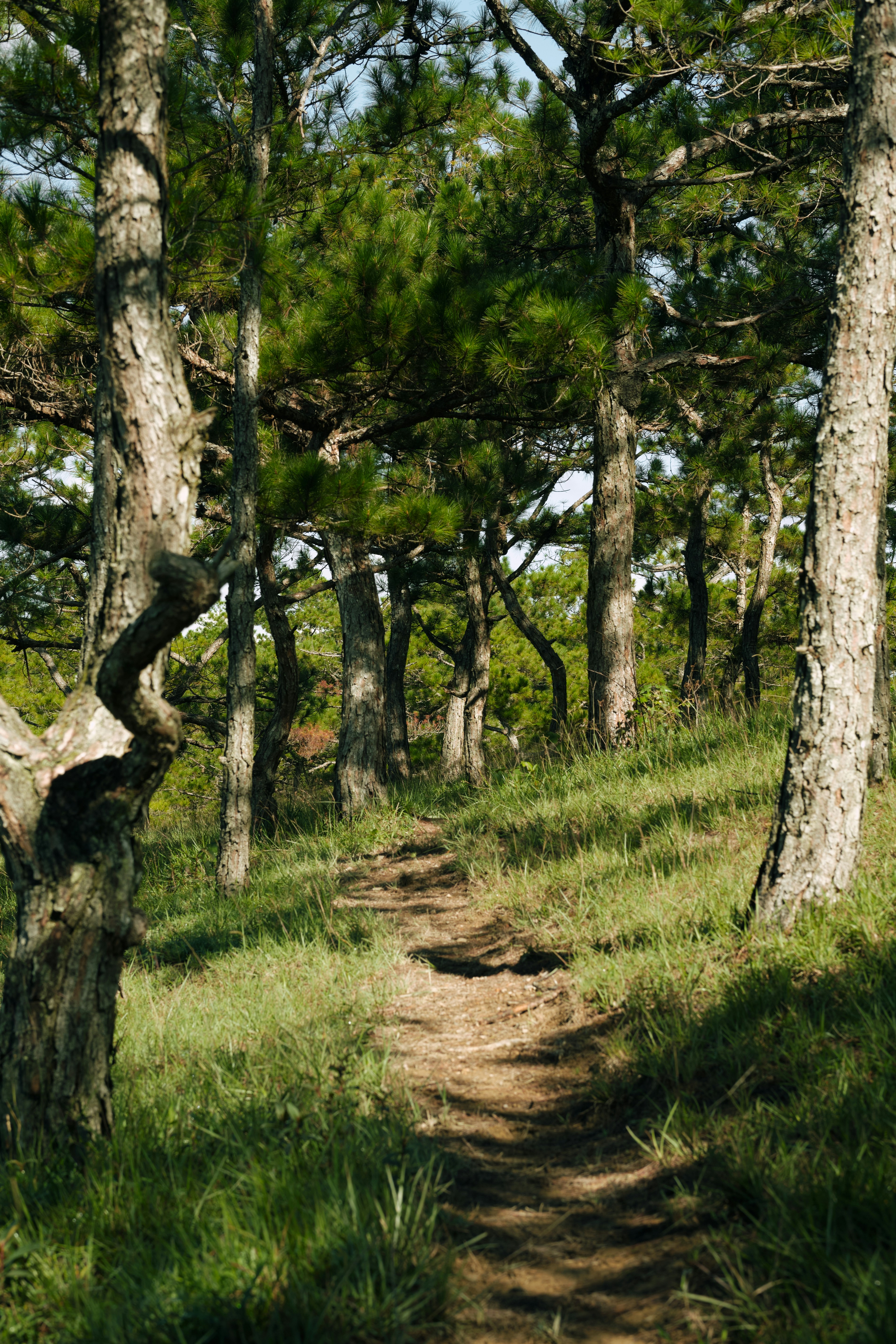 Sunlit Pine Path Through a Whispering Forest
