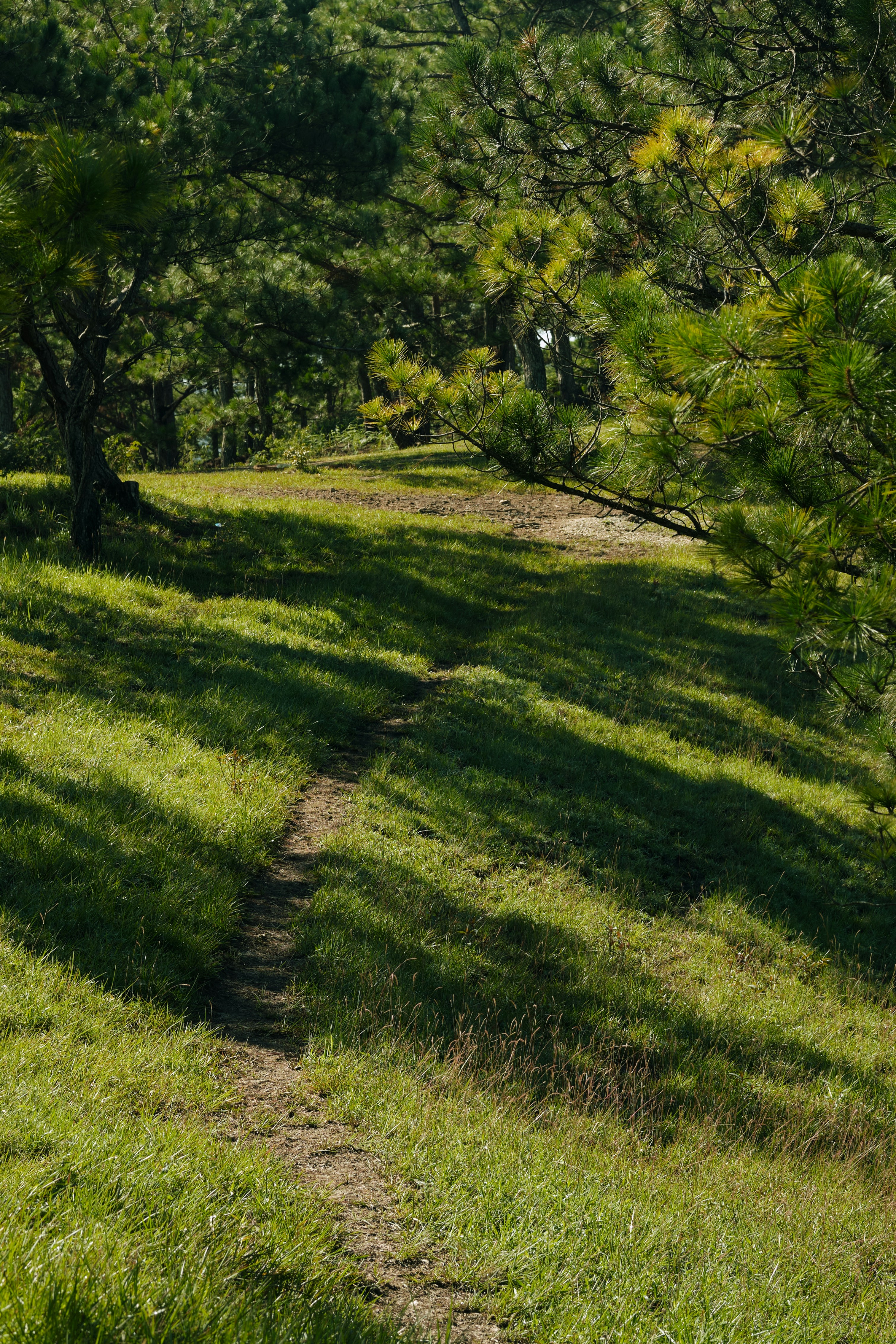 Sunlit Pine Pathway: A Quiet Corridor Through Golden Grass