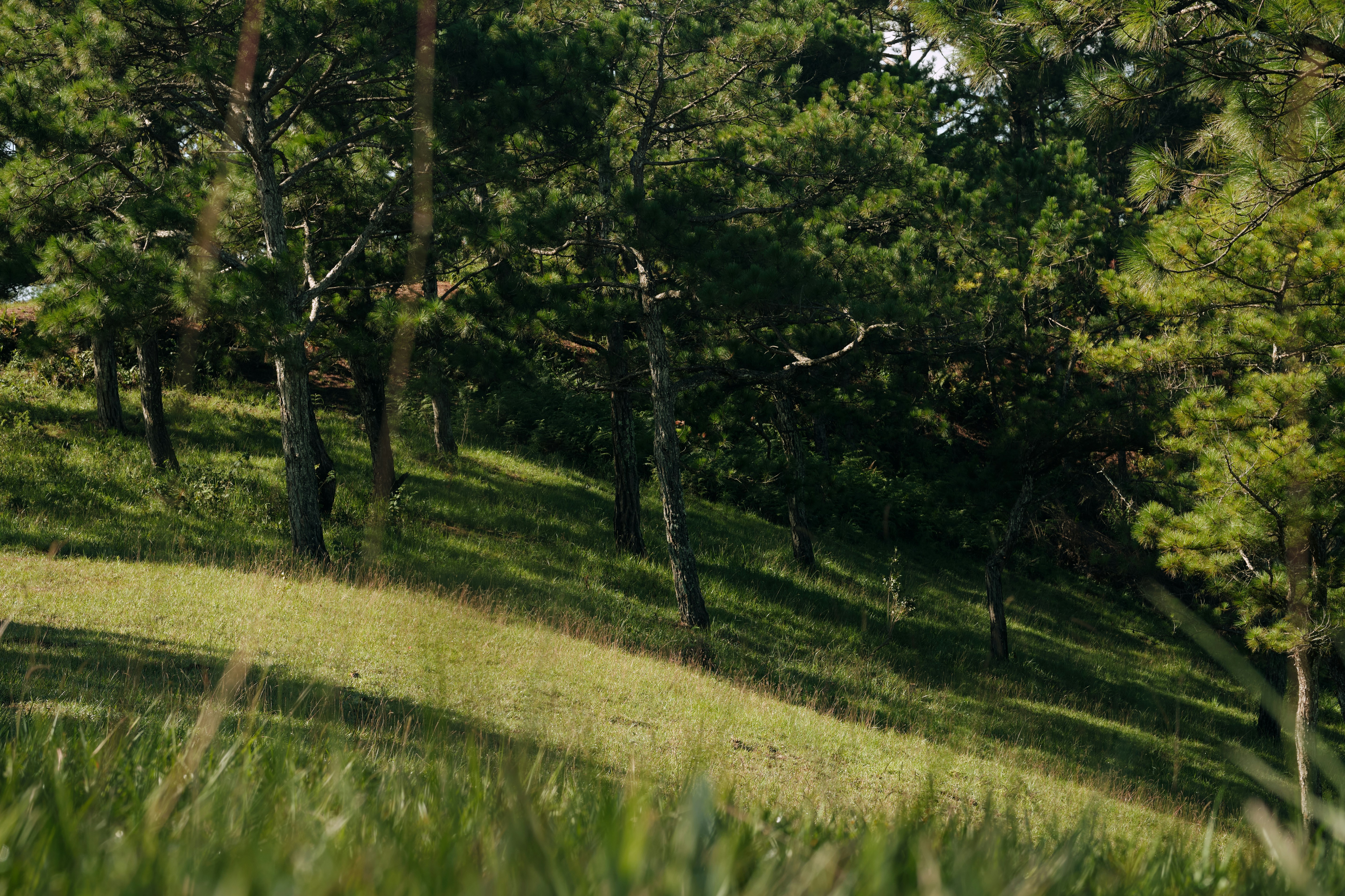 Tilted Meadow Echoes: Sunlit Pines on a Slant