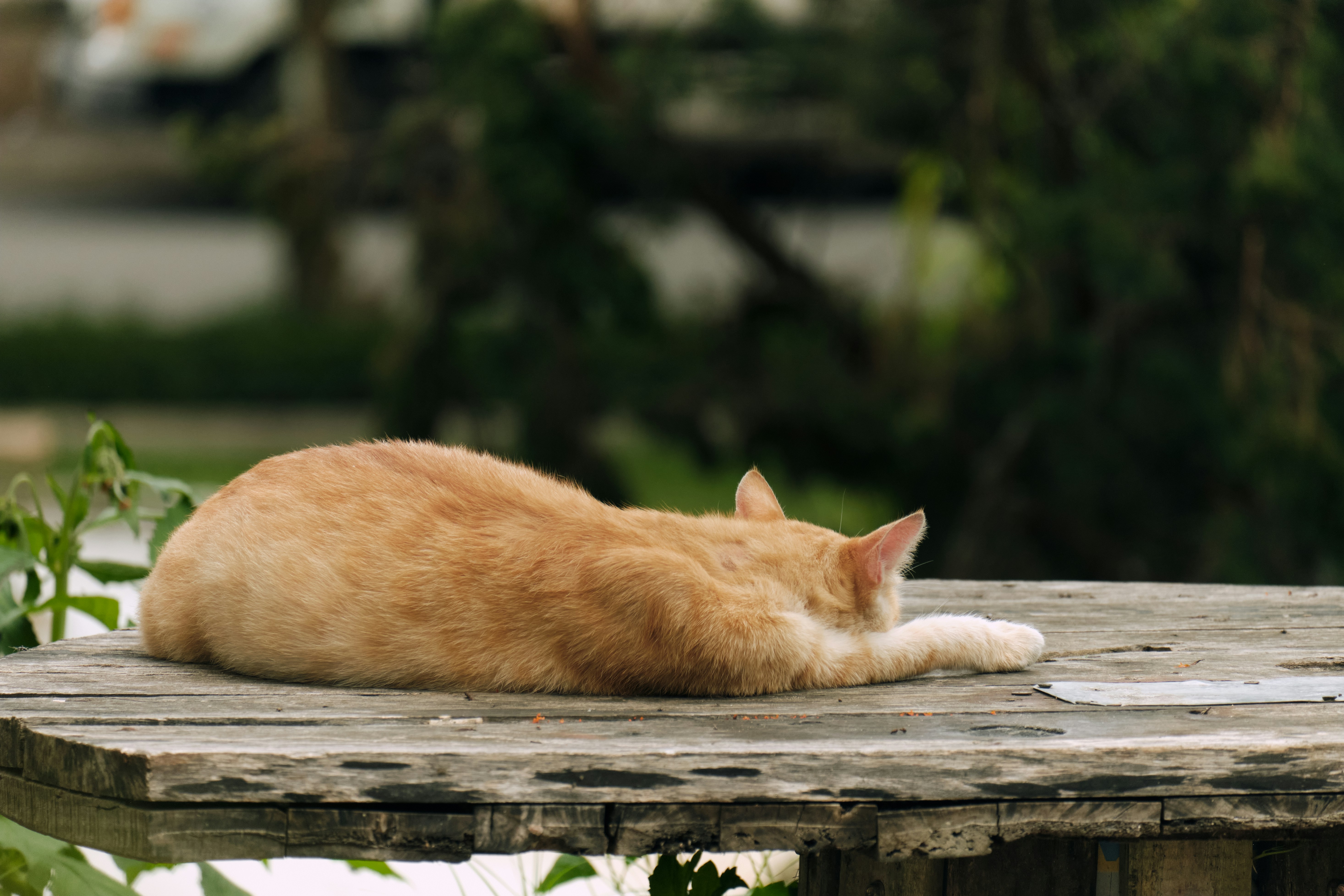 Sunlit Rest: Ginger Cat Lounge on a Weathered Deck
