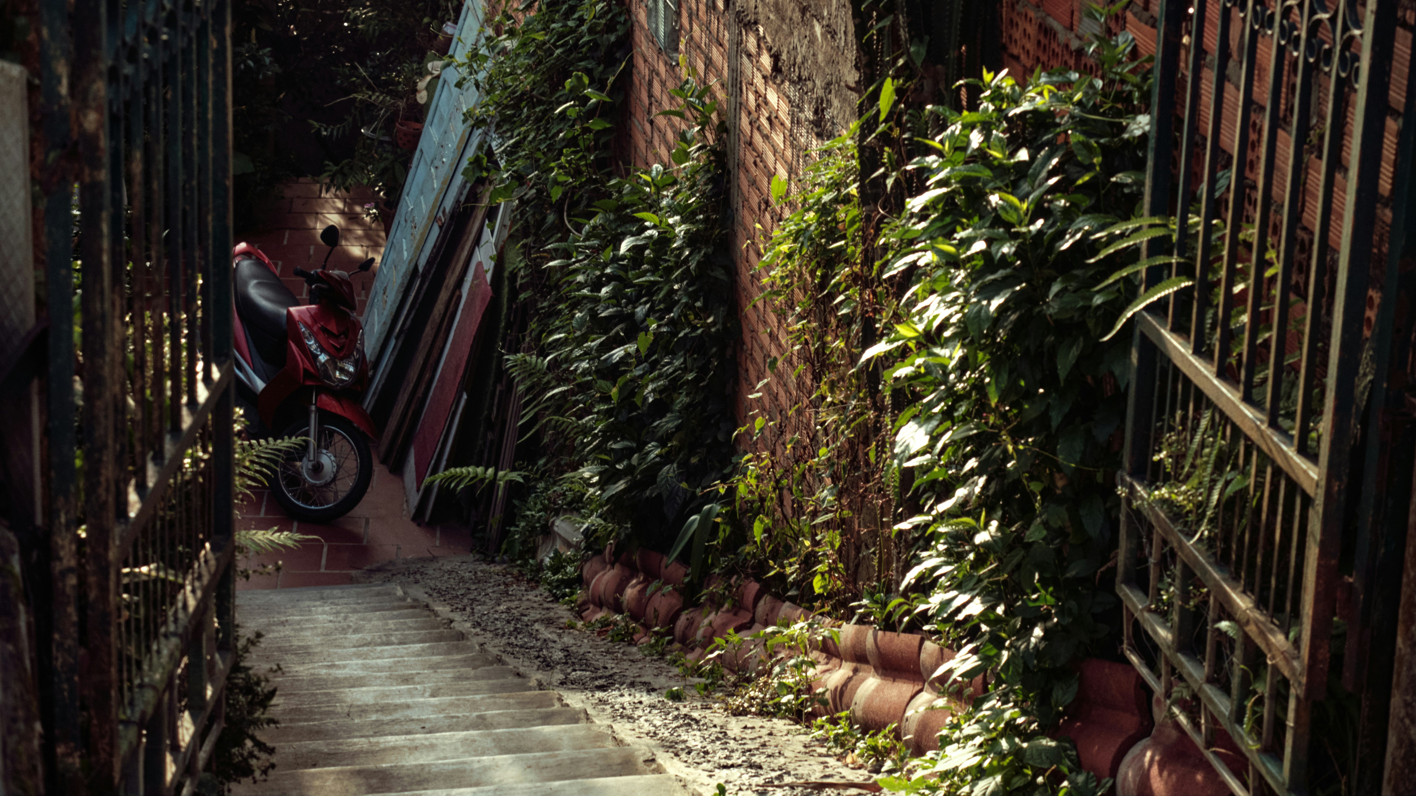 Red scooter parked in a green, overgrown alley