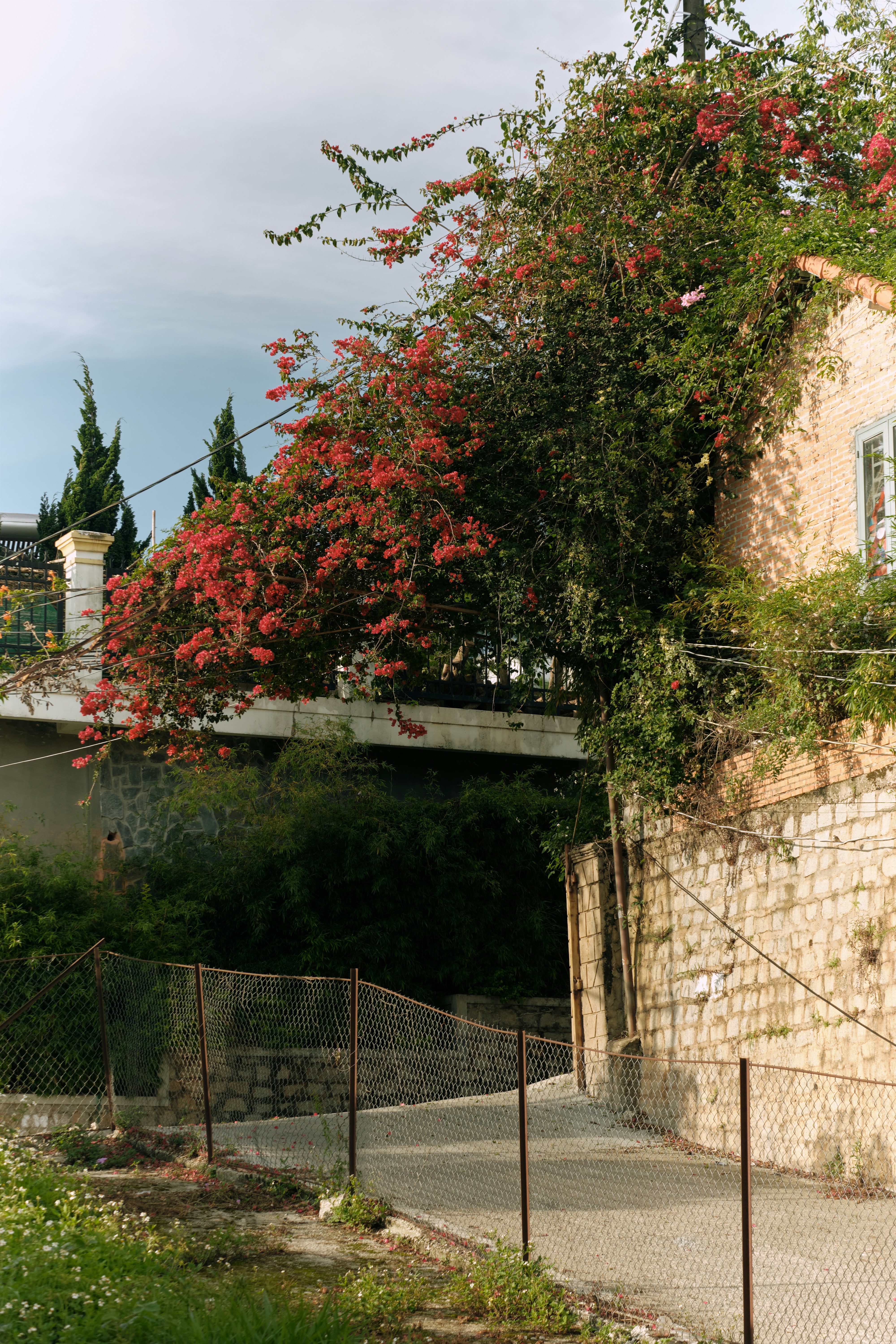 Cascading Bougainvillea over a sunlit stone wall by a quiet path