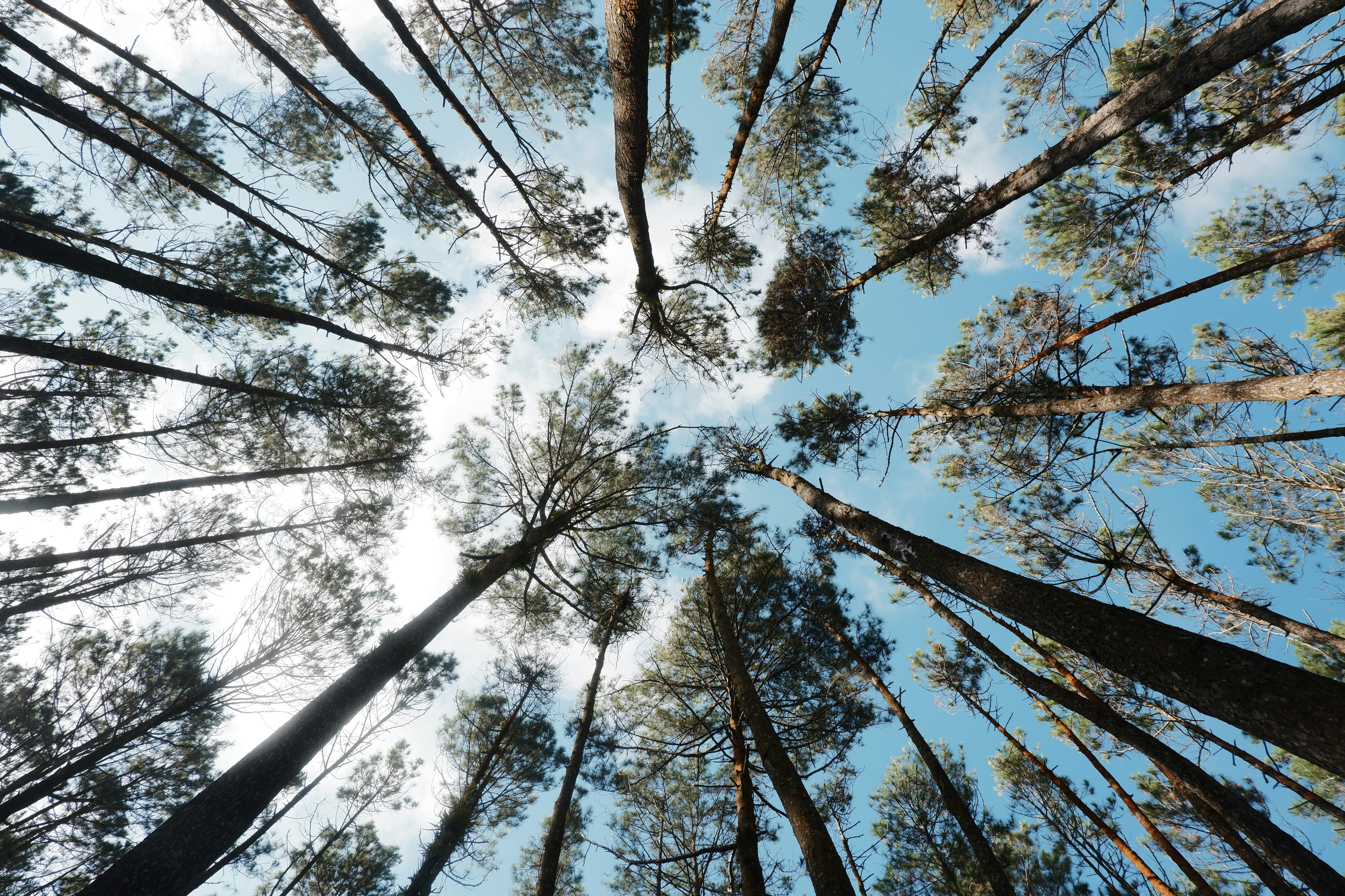 A Skyward Choir: Pines Converge in a Metropolitan Crown of Blue