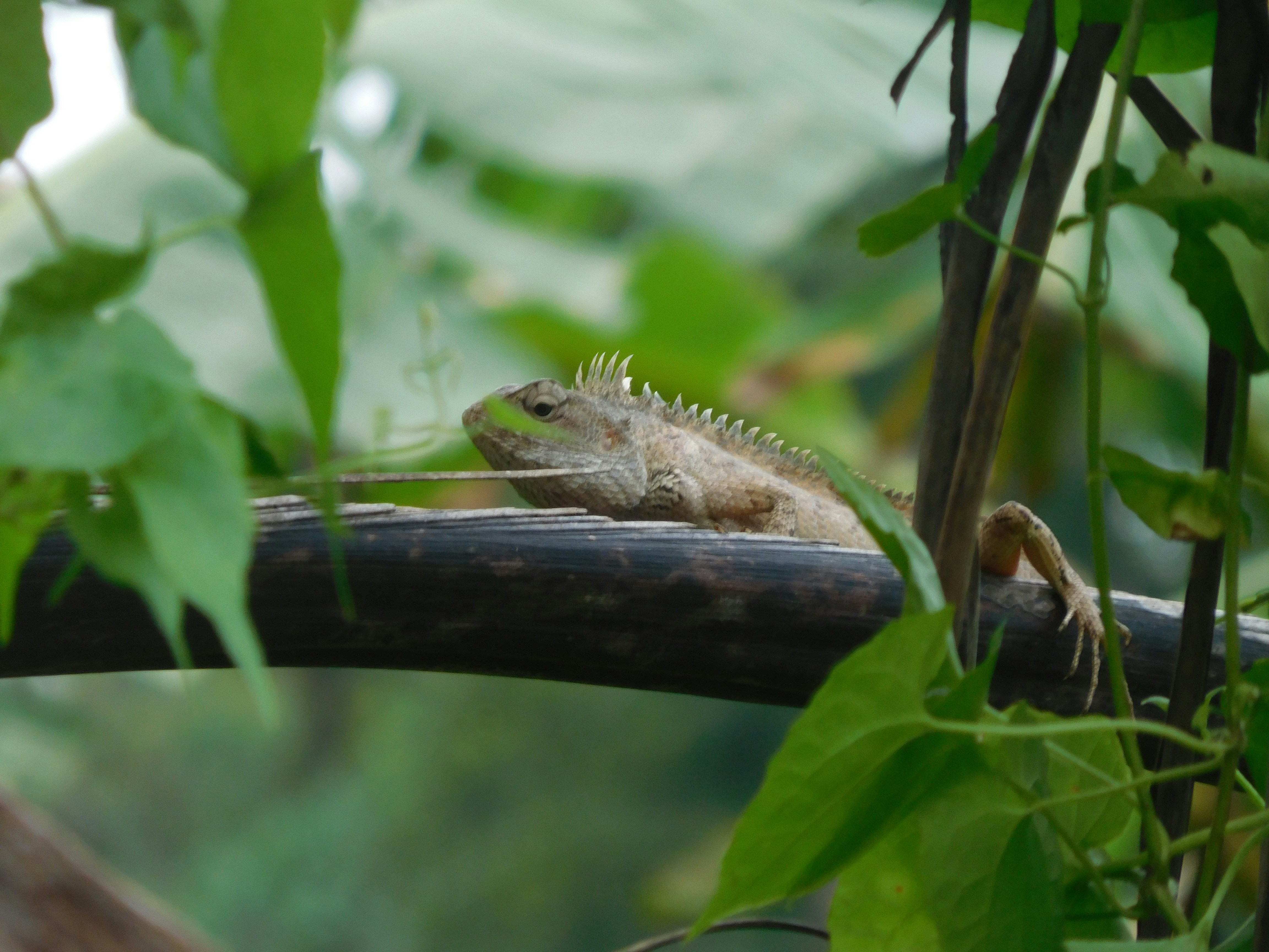 Iguana on a Humming Log: Quiet Watcher in Fern Green