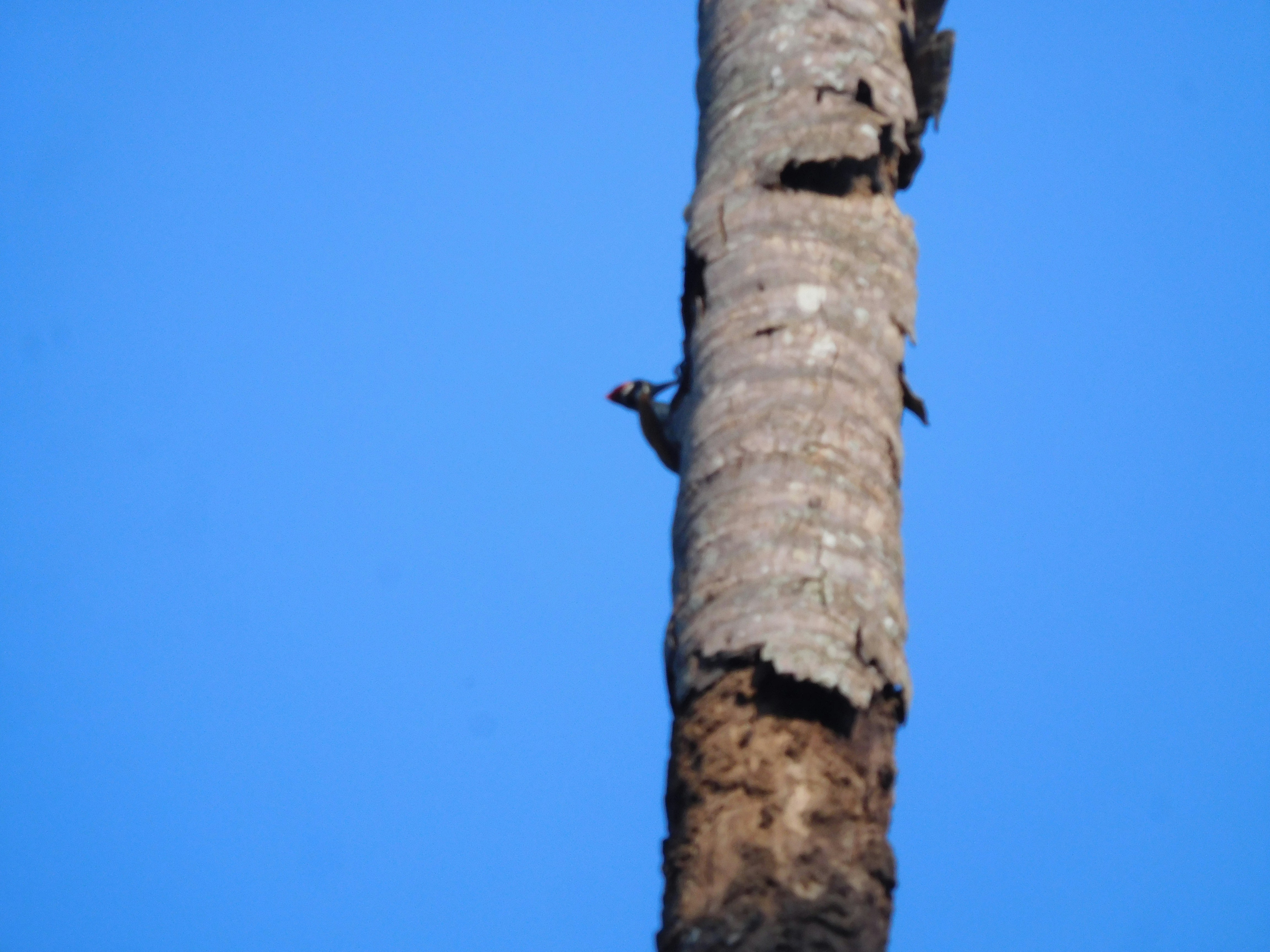 Tree Trunk Ascend: A Lone Woodpecker Awaits the Sky