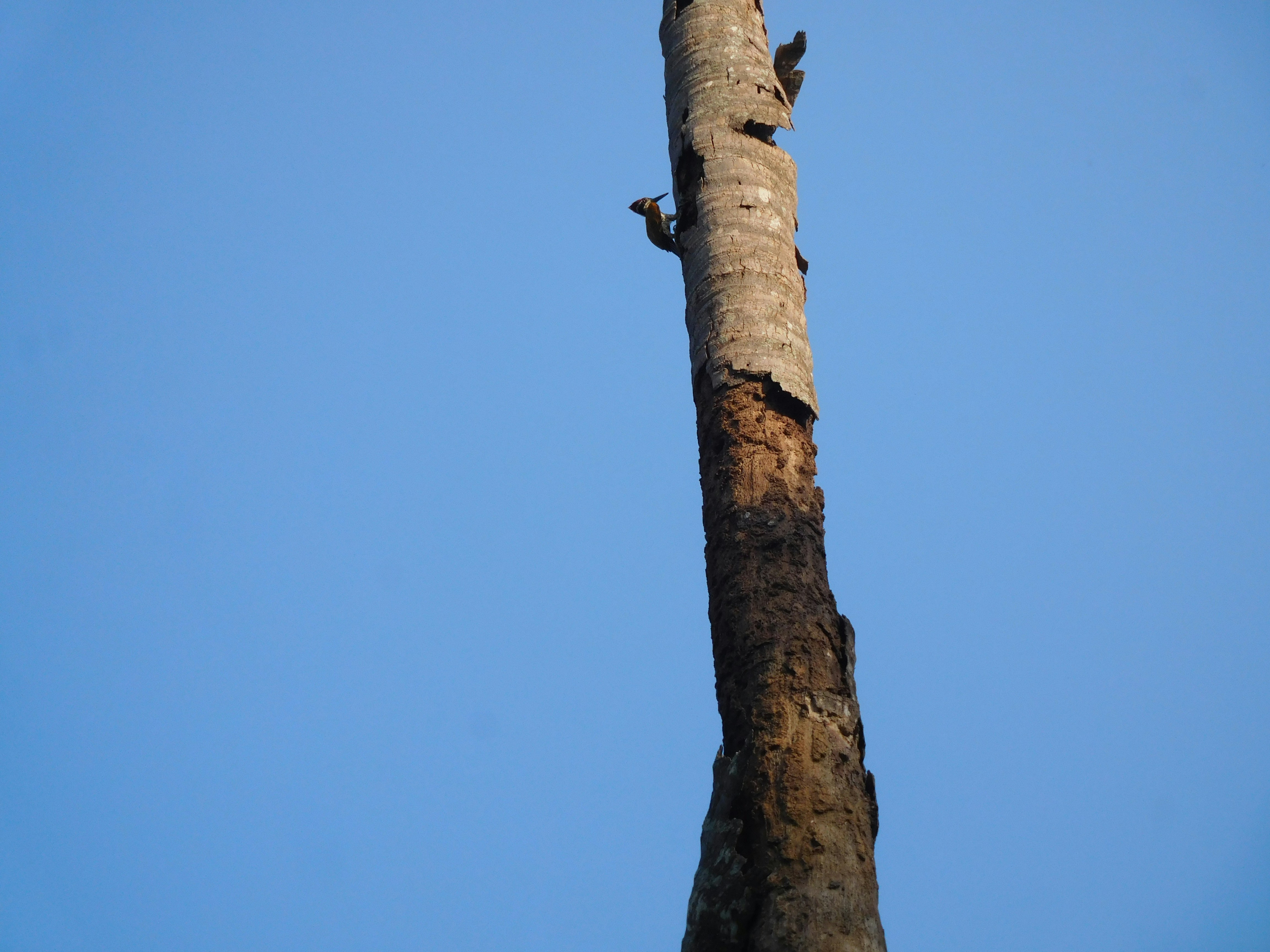 A tall tree trunk rises against a smooth blue sky, with rough bark textures and a few protruding limbs at the upper portion.