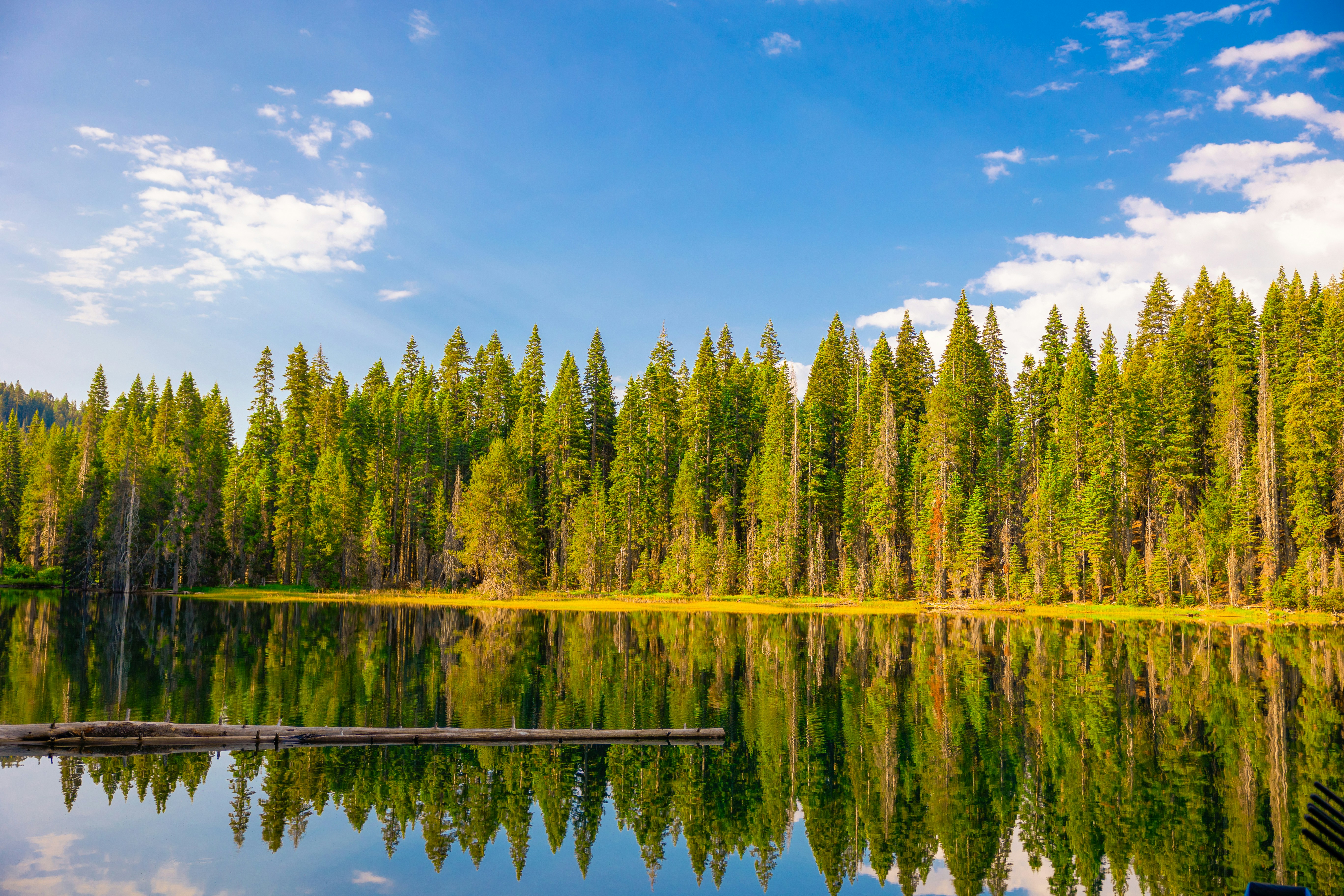 Pine forest lines a serene lake with a near-perfect reflection, under a bright blue sky; a wooden log floats at the water’s edge, creating a simple, tranquil landscape scene.