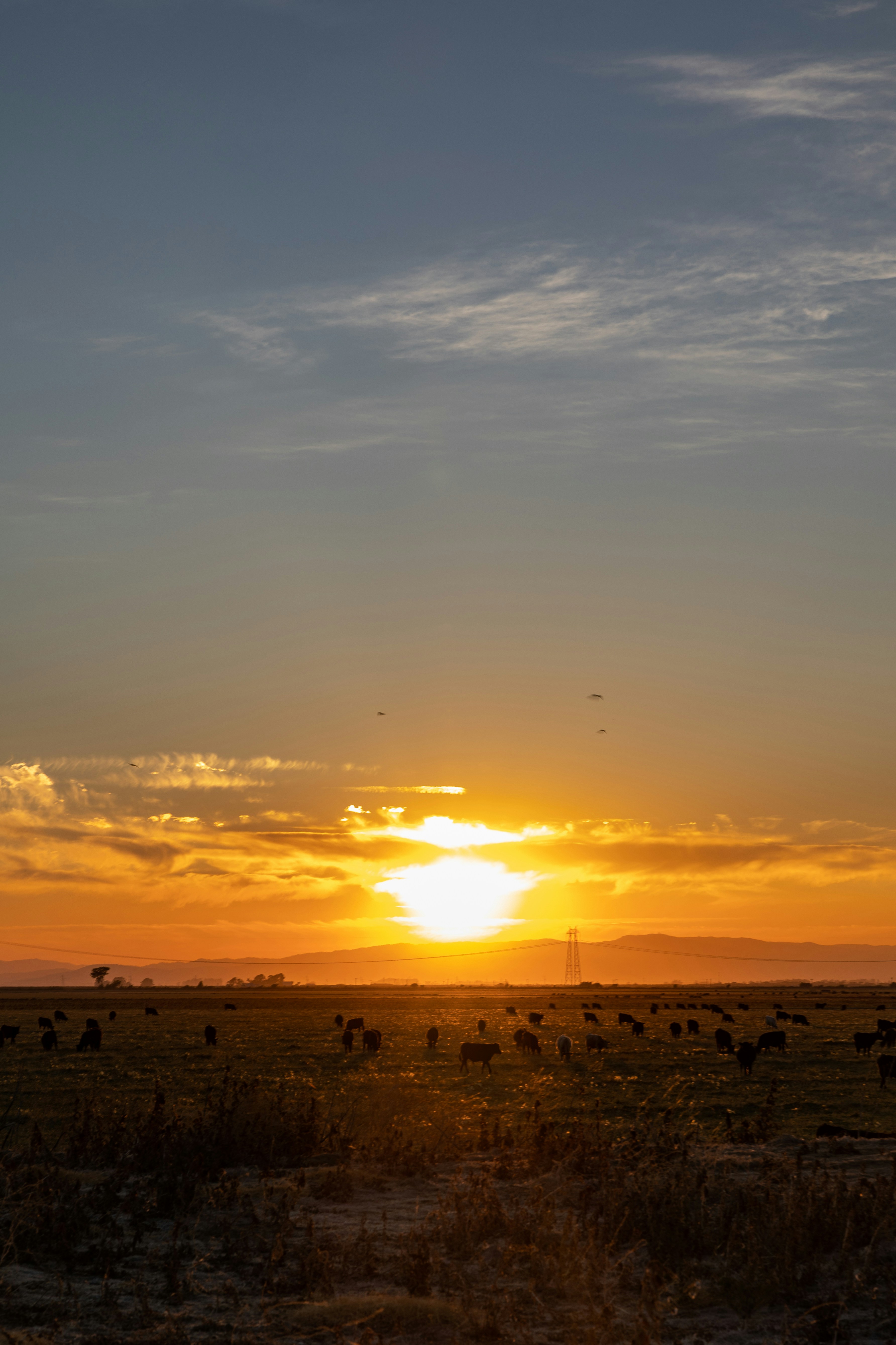 Low Horizon, High Sun: A Prairie Dawn with Grazing Silhouettes