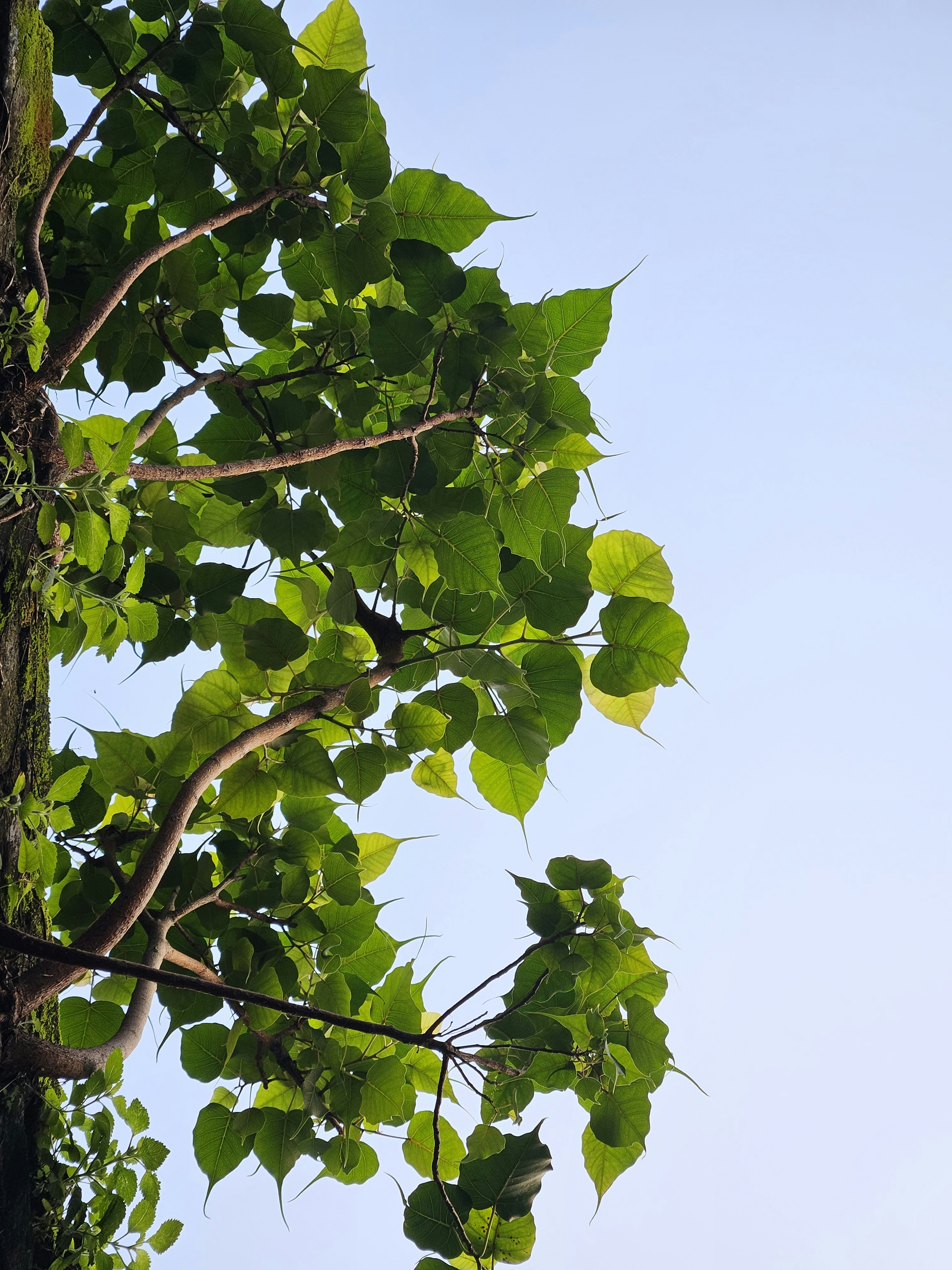 Sunlit green leaves form a dense canopy against a pale blue sky, with branches weaving through the foliage in natural daylight. Nature scene with a focus on leaf textures.