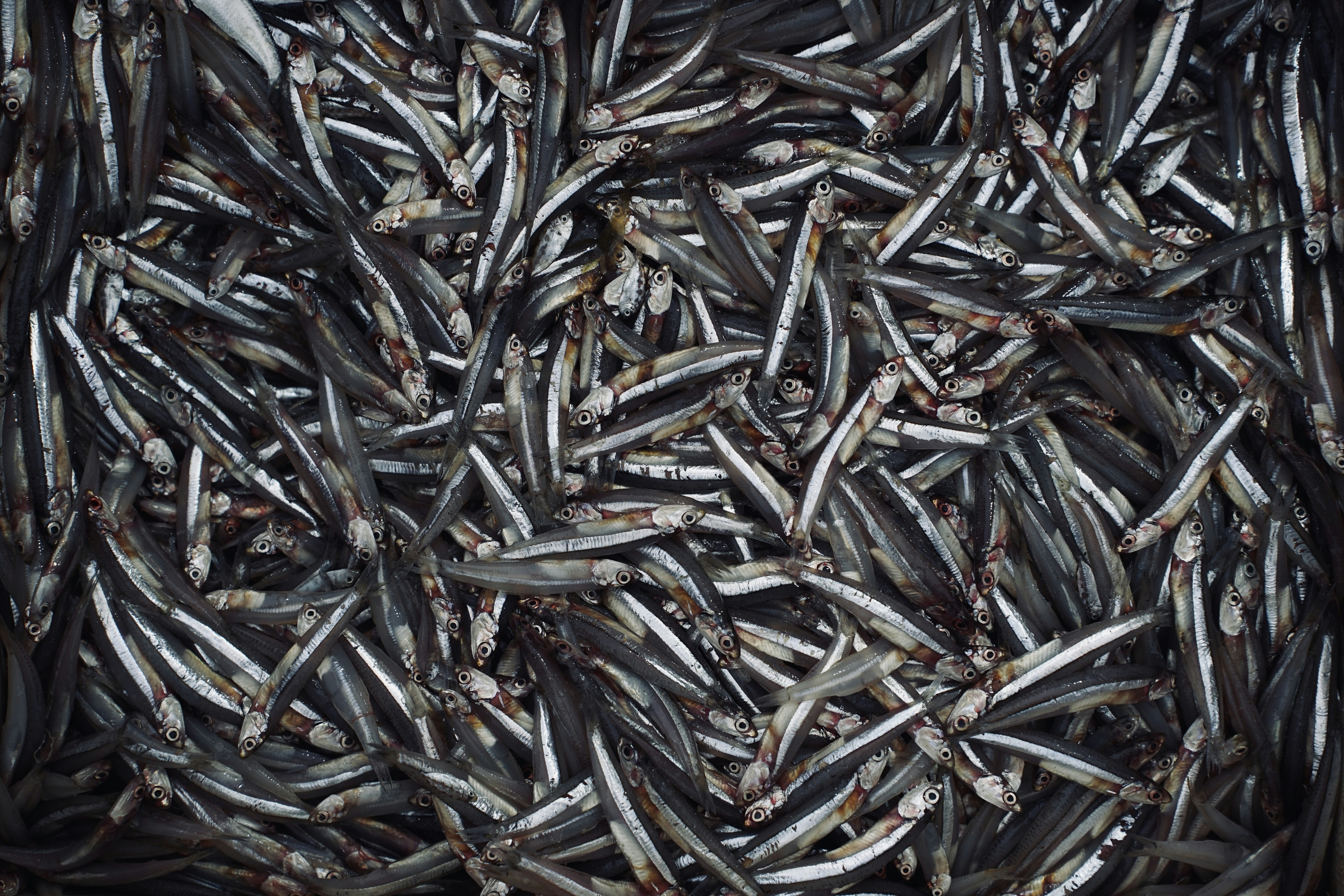 Dense cluster of small, elongated silvery objects with dark tips fills the frame; texture and sheen suggest a close-up of a pile of fish or similar scale-like material, emphasizing repetition and pattern. Abstract close-up texture, likely not a living scene.