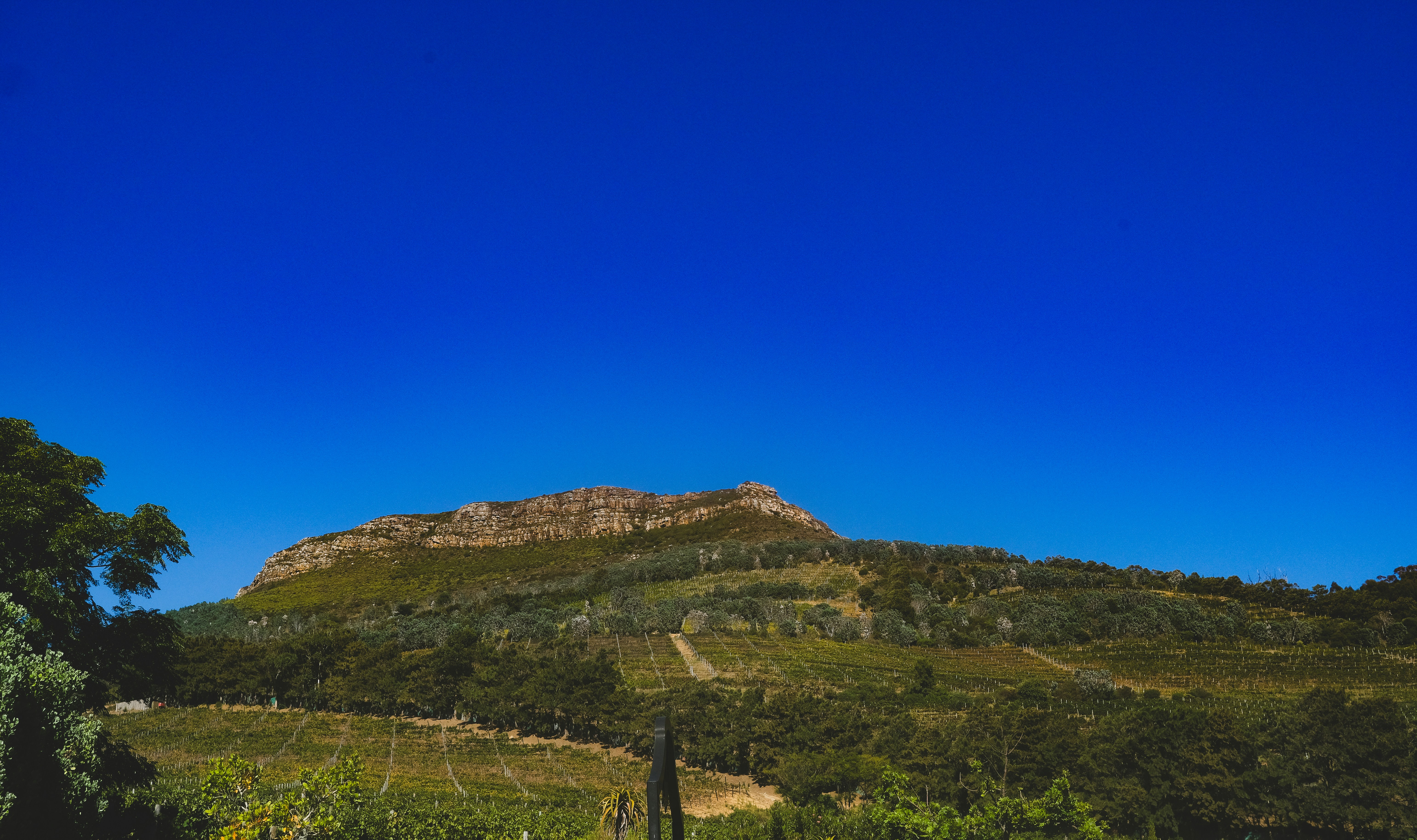 Verdant Crest: A Sunlit Hilltop Under a Cerulean Sky