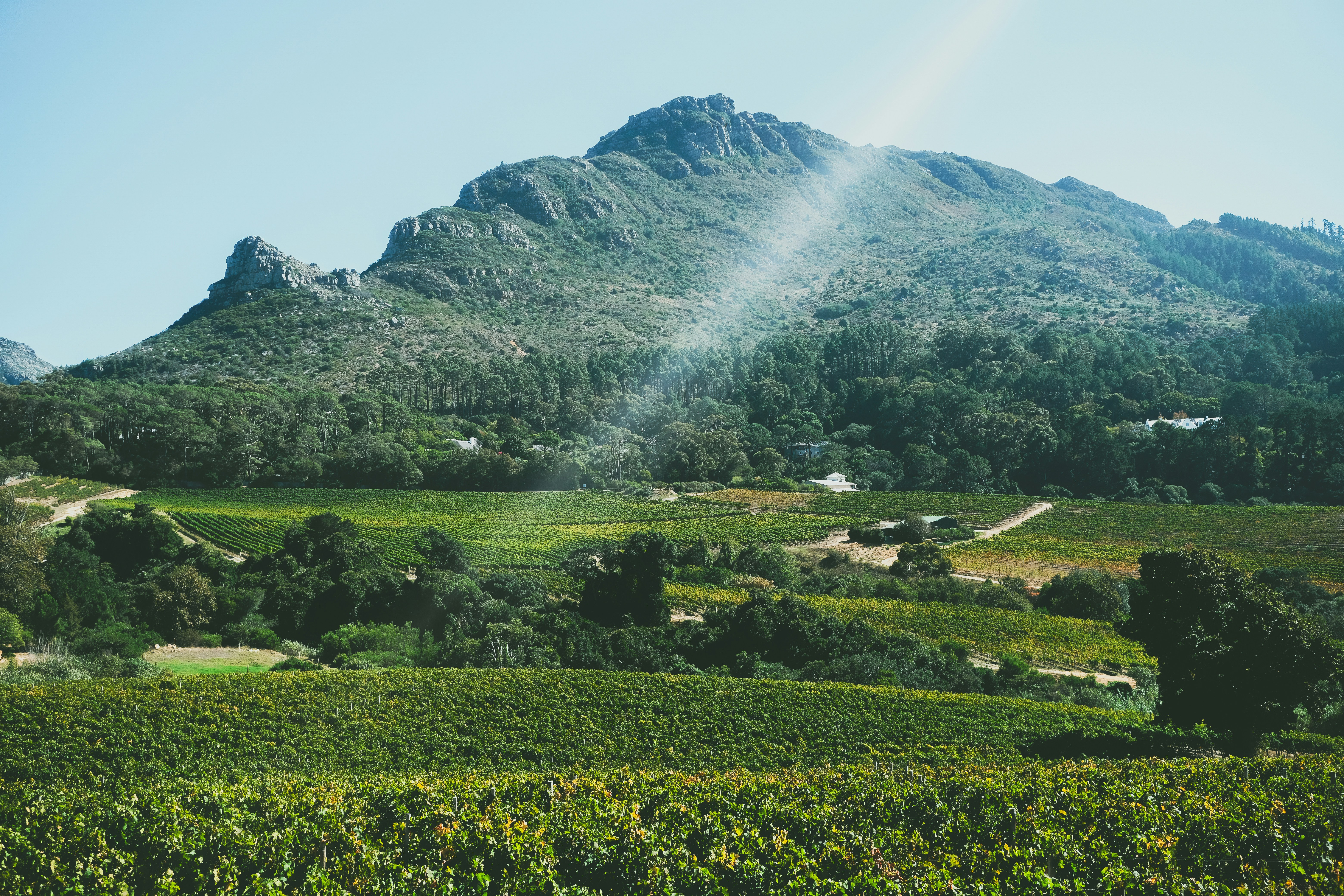 Ridge and Row: Vineyard Fields Fringing a Granite Hill