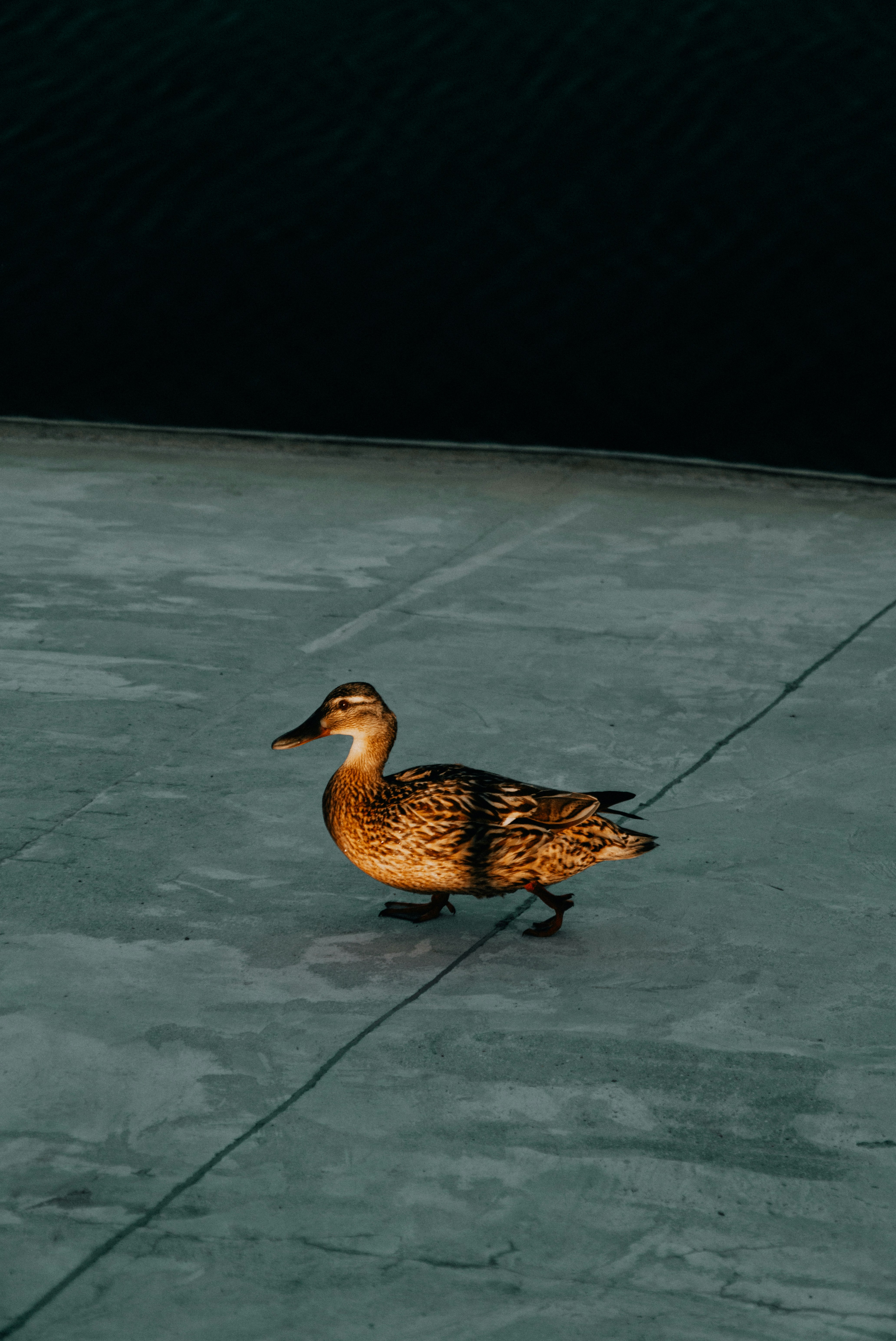 Duck on the Edge: A Solo Step Across a Quiet Concrete Lane