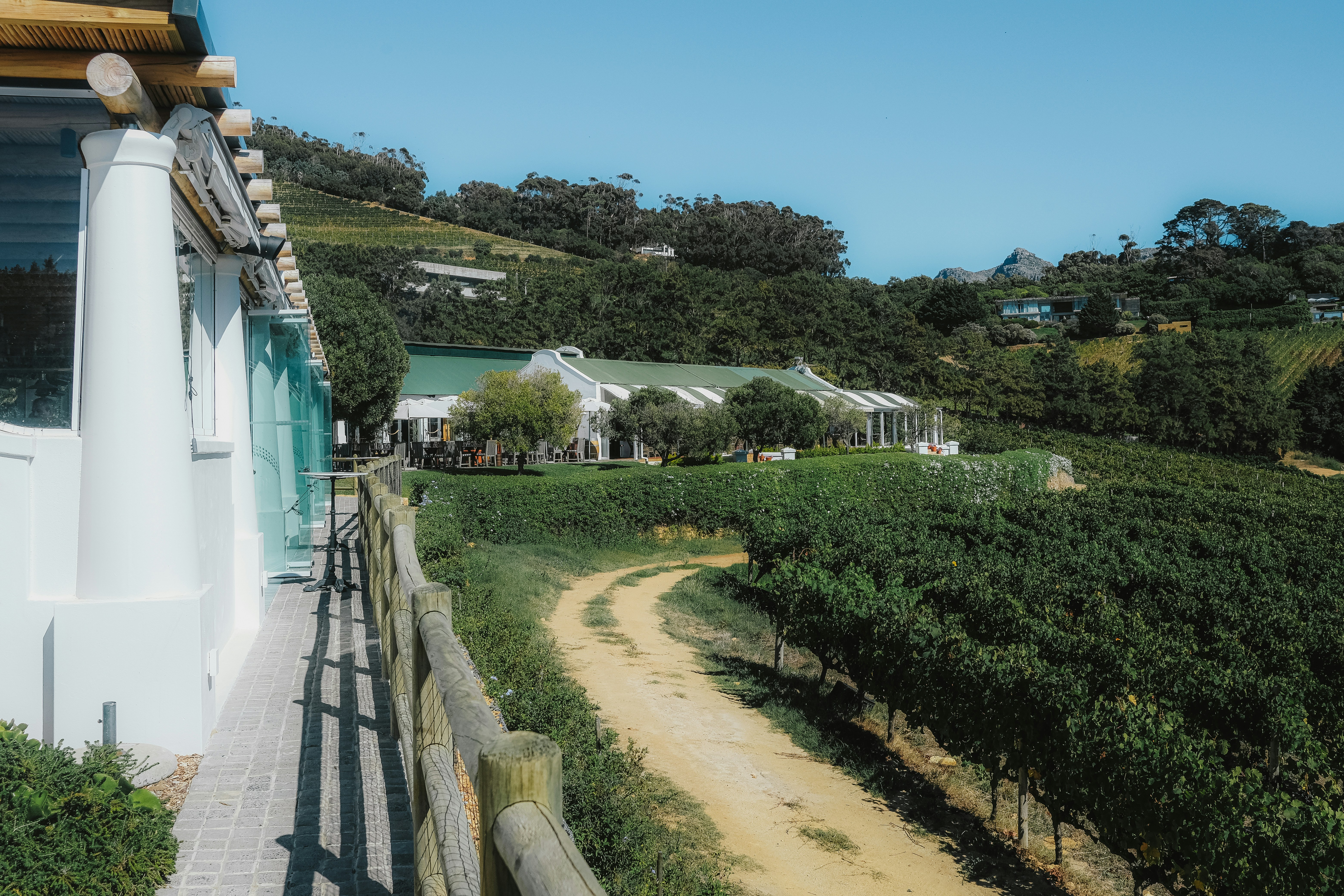 Coastal Winery Terrace: Path Through Vines with Seaside Architecture