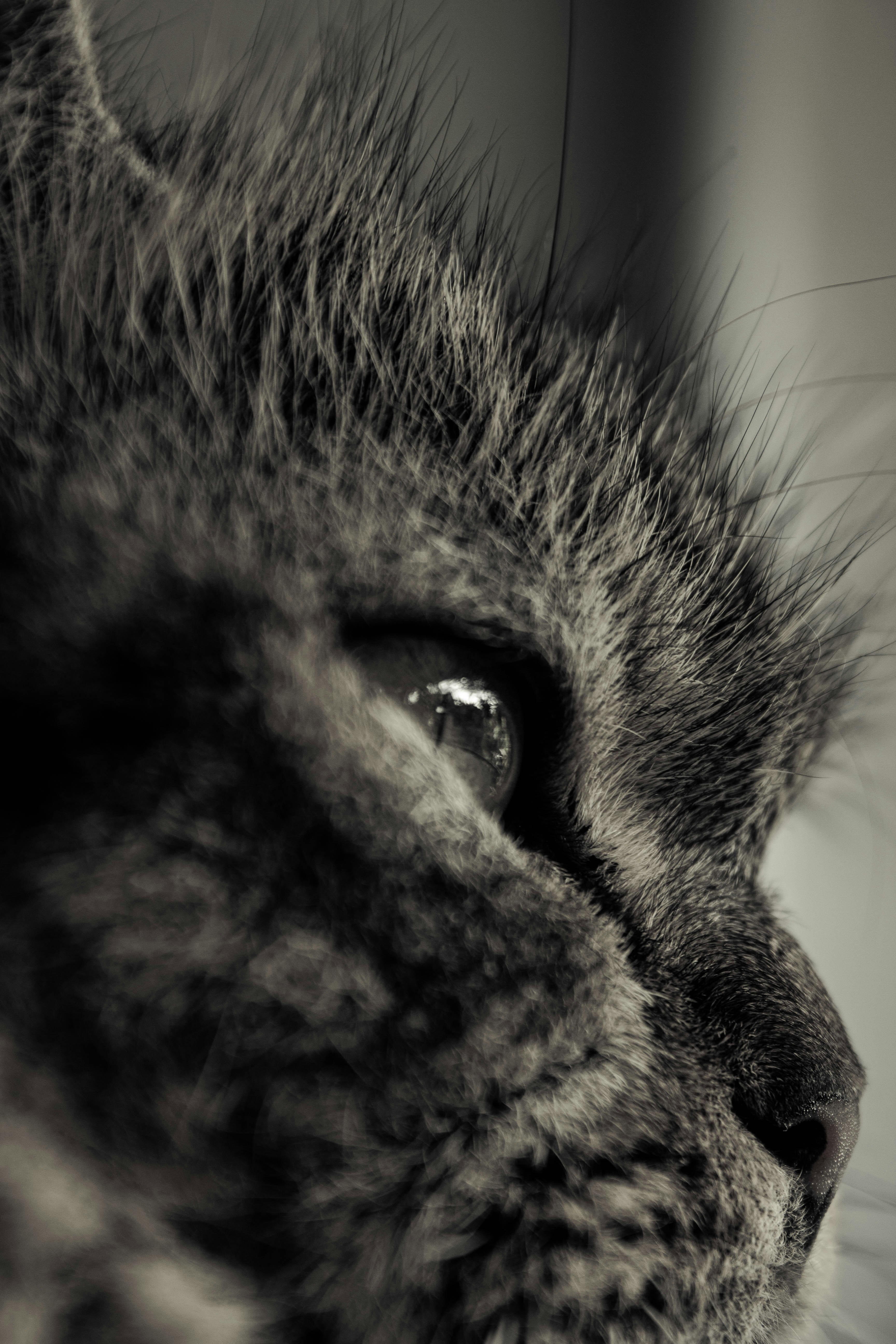 Tatapan kucing yang tegang