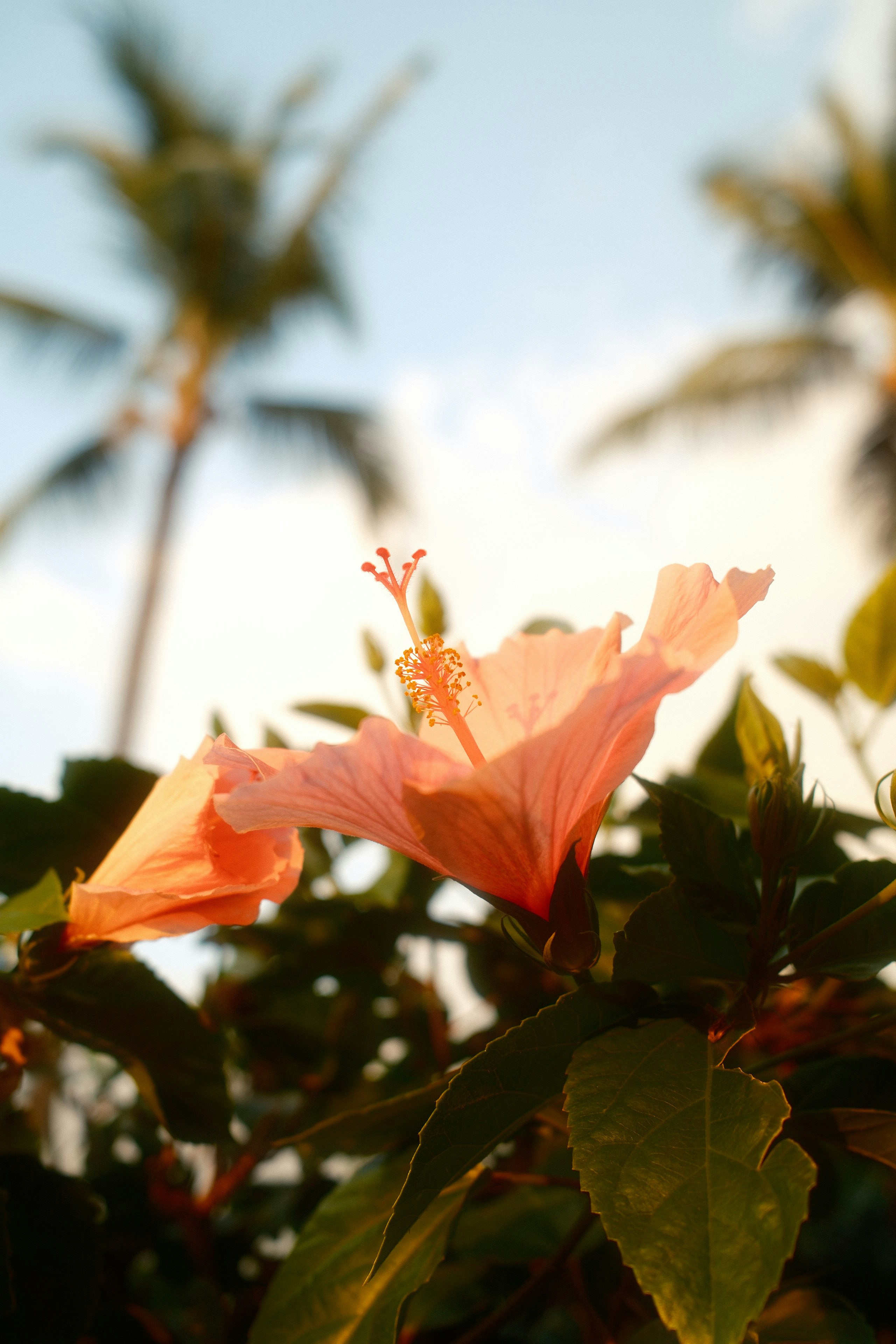 Sunlit Hibiscus Cascade: A Tropical Moment of Bloom