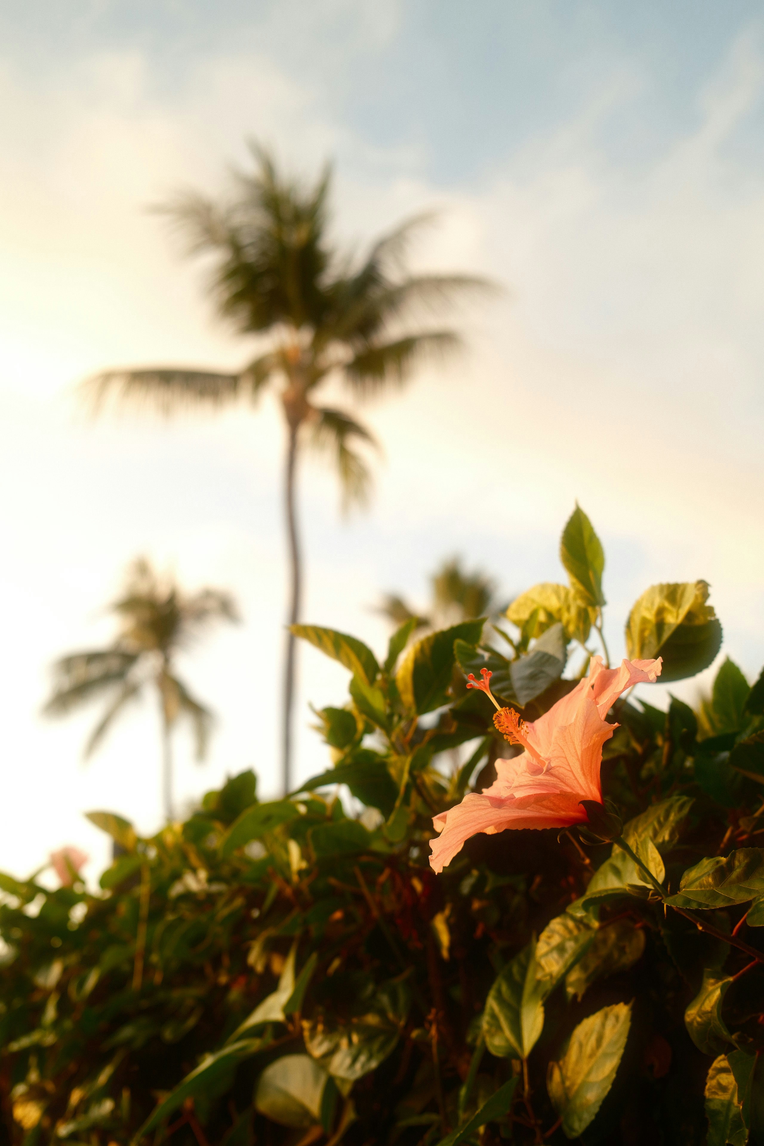 Sunlit Hibiscus Against a Palm-Scape