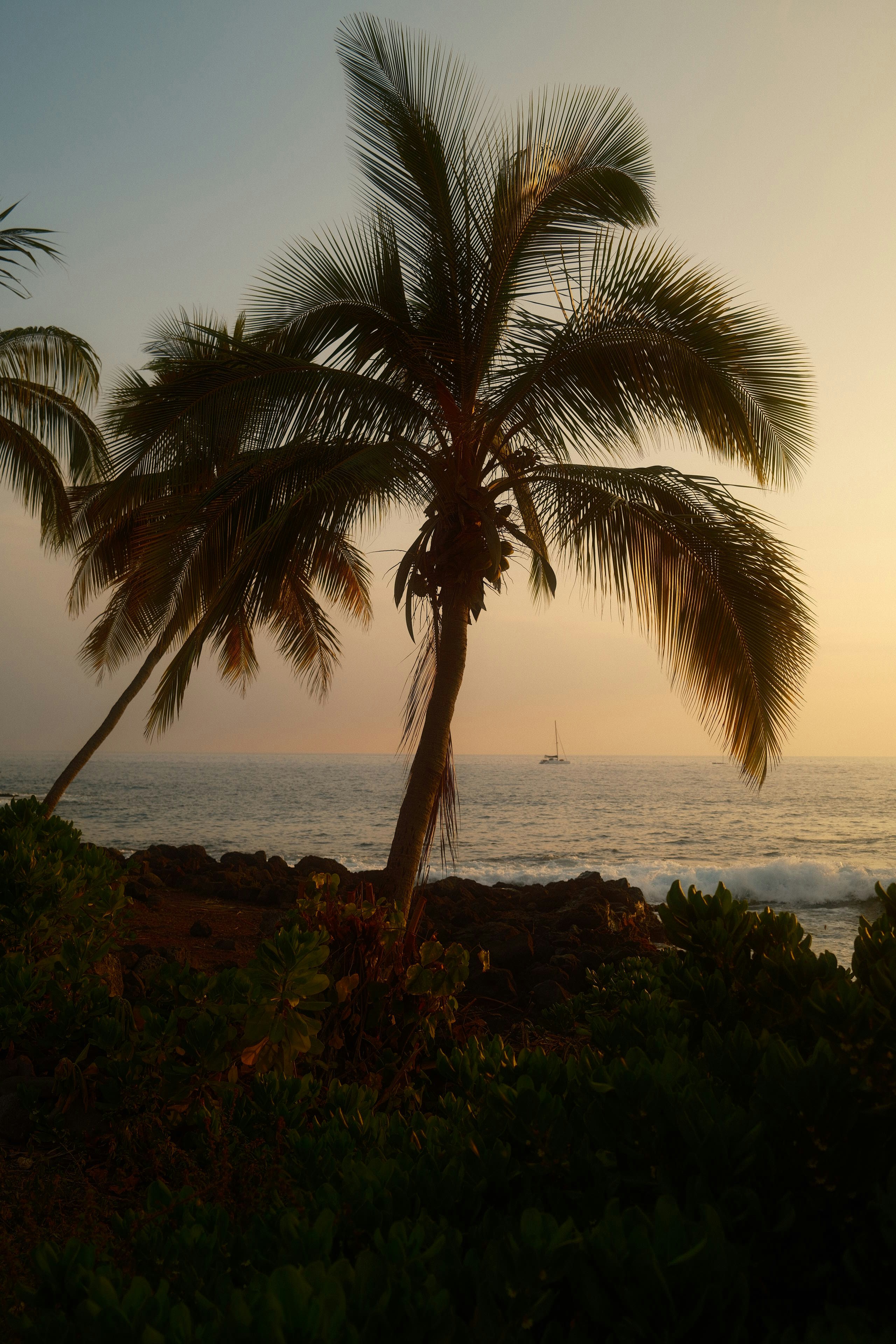 Sunset Palm Whisper over the Sea