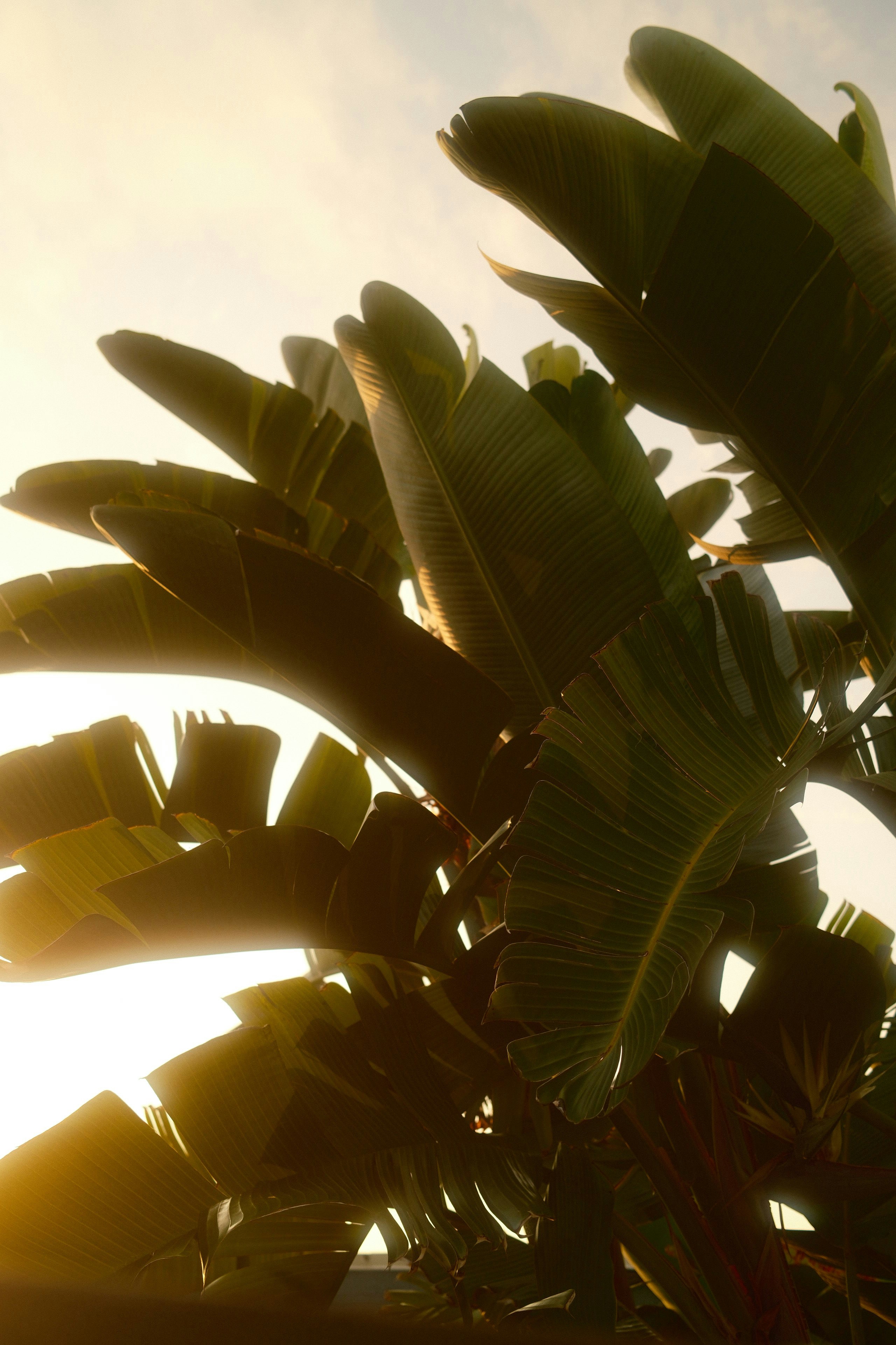 Sunlit banana leaves unfurl in a warm tropical glow