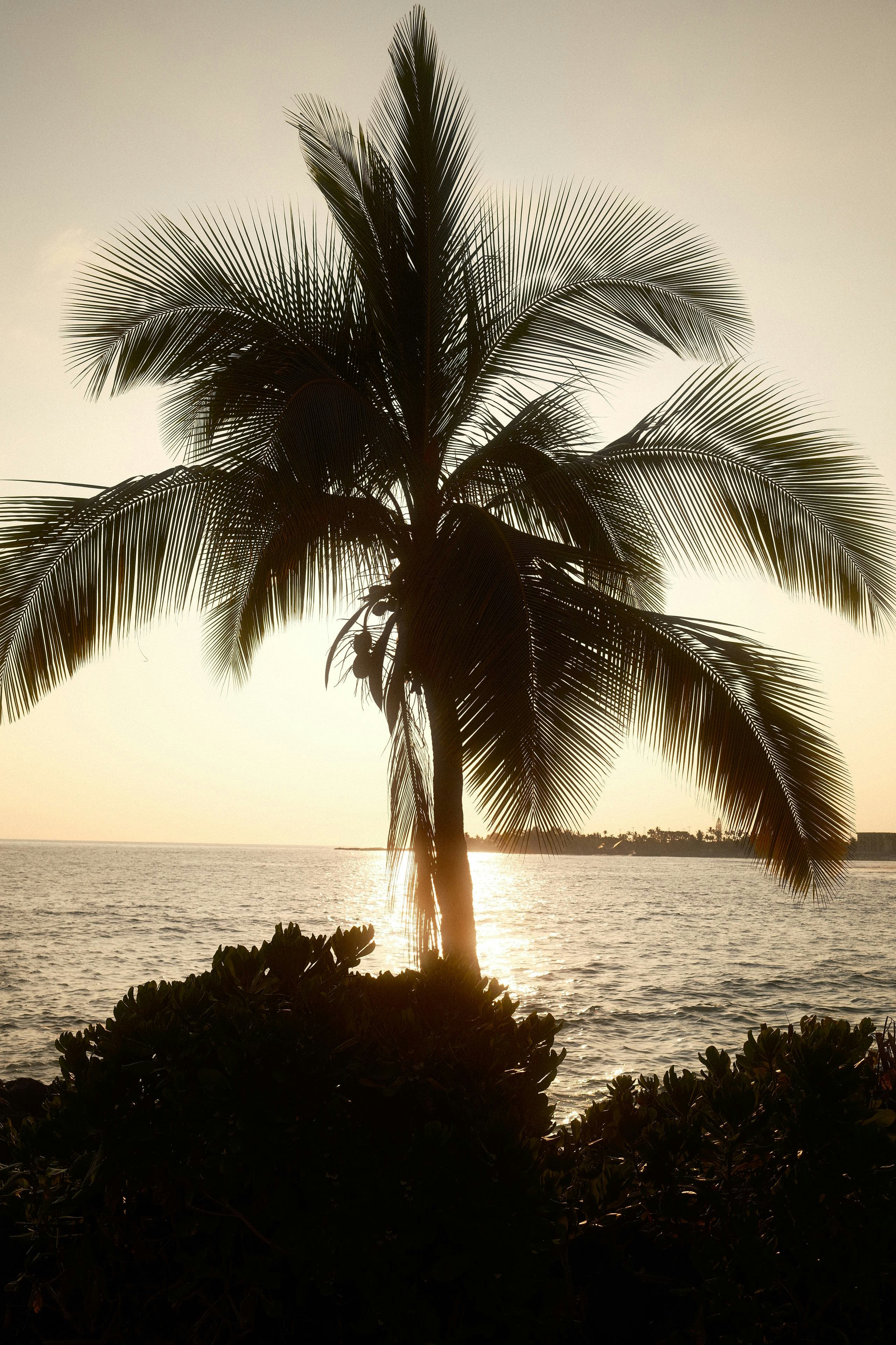 Sunlit Palms: Silhouette by the Sea at Golden Hour